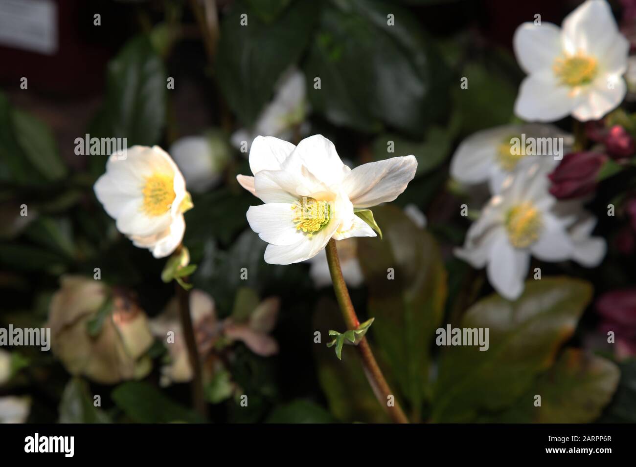 Gold collection hellebore hi-res stock photography and images - Alamy