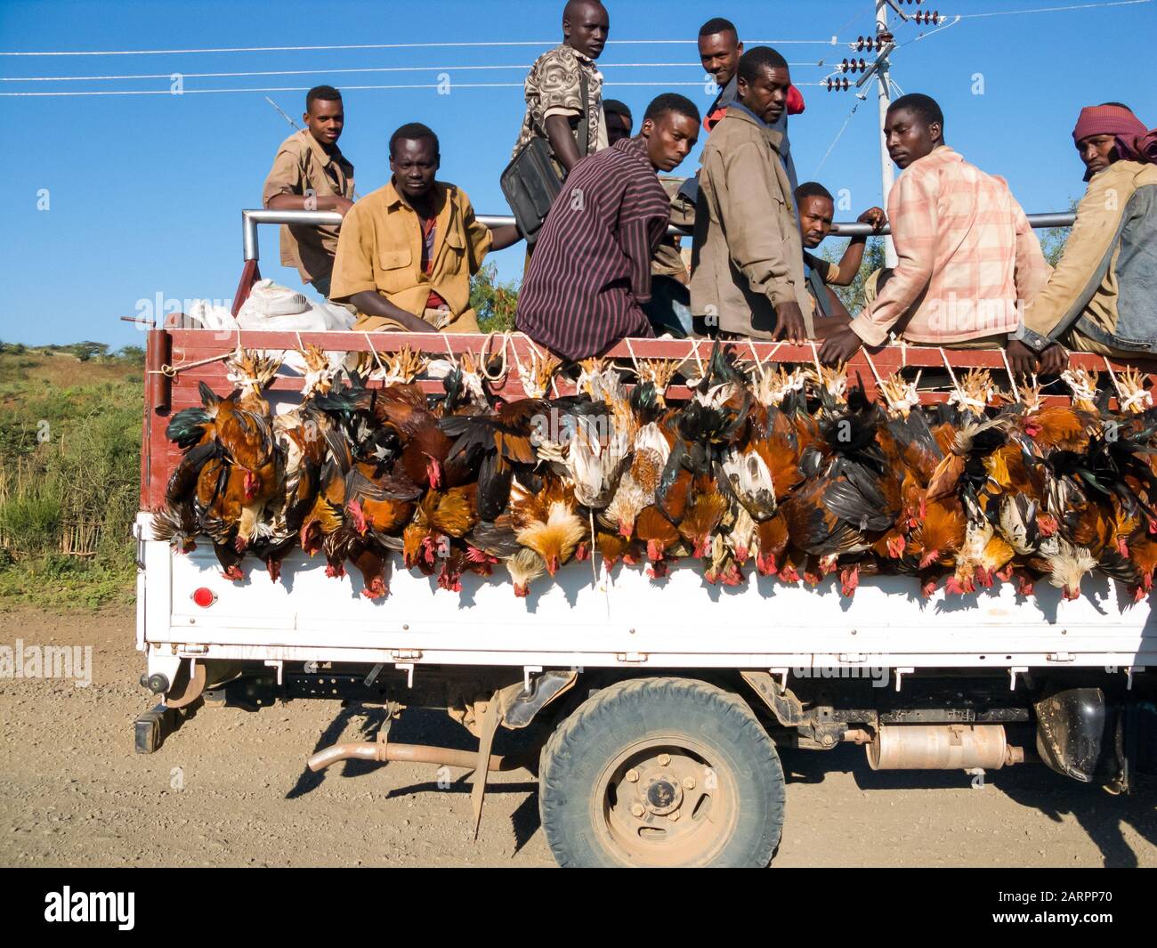 Heavily loaded truck transporting chickens and people to market in ...