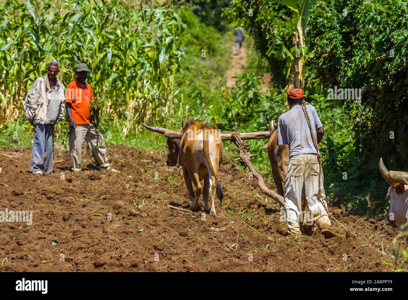 Ethiopian Farming
