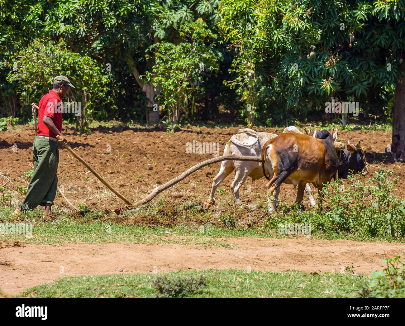 Oxen plough africa hi-res stock photography and images - Alamy