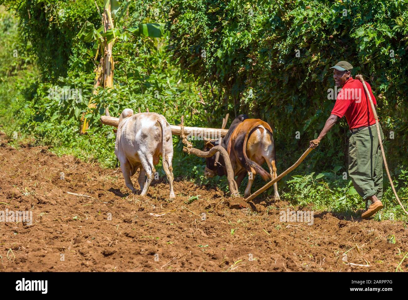Oxen plough africa hi-res stock photography and images - Alamy