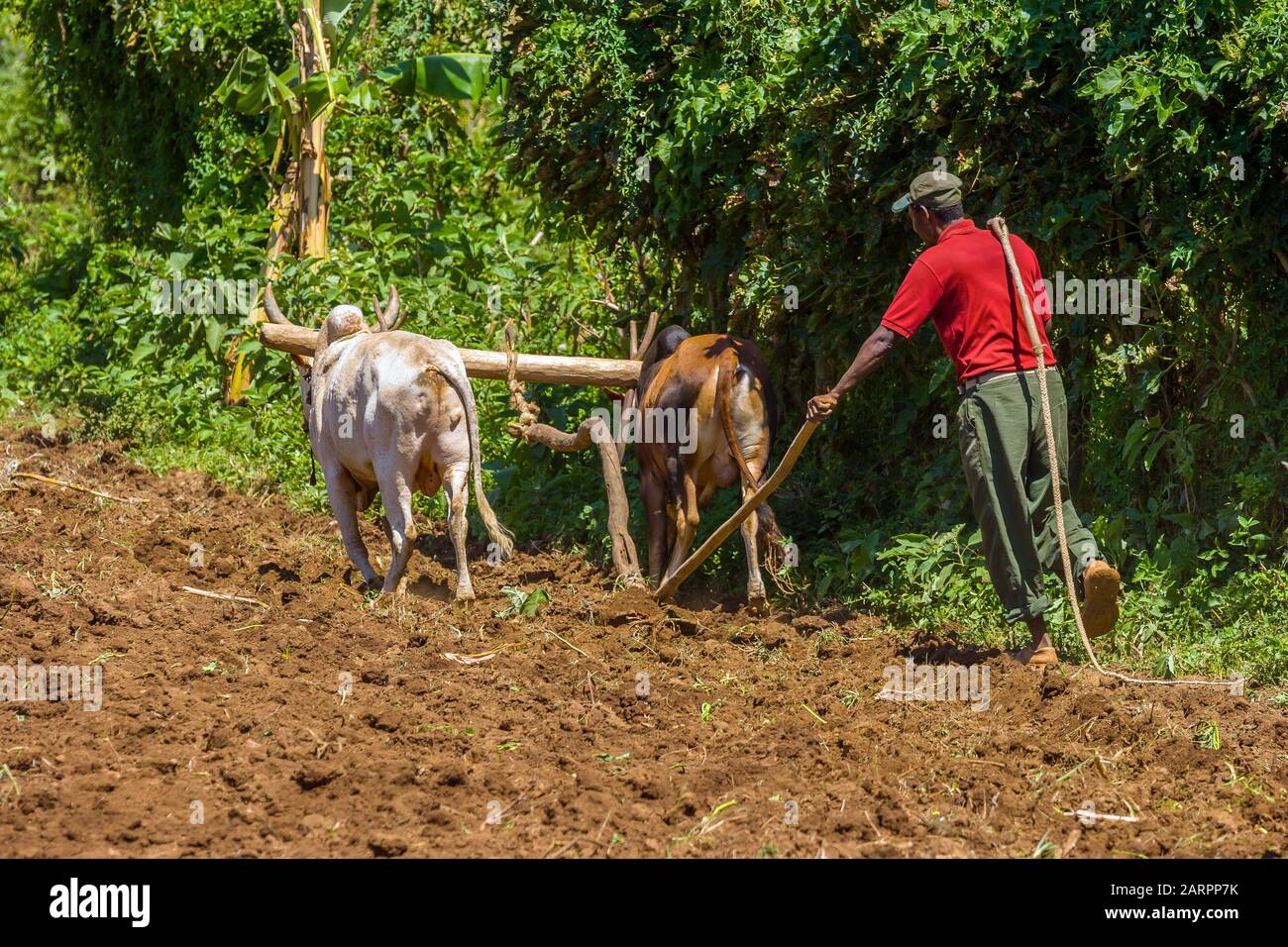 Ethiopian farmer the plowing field with oxen, Shashamane, Ethiopia ...