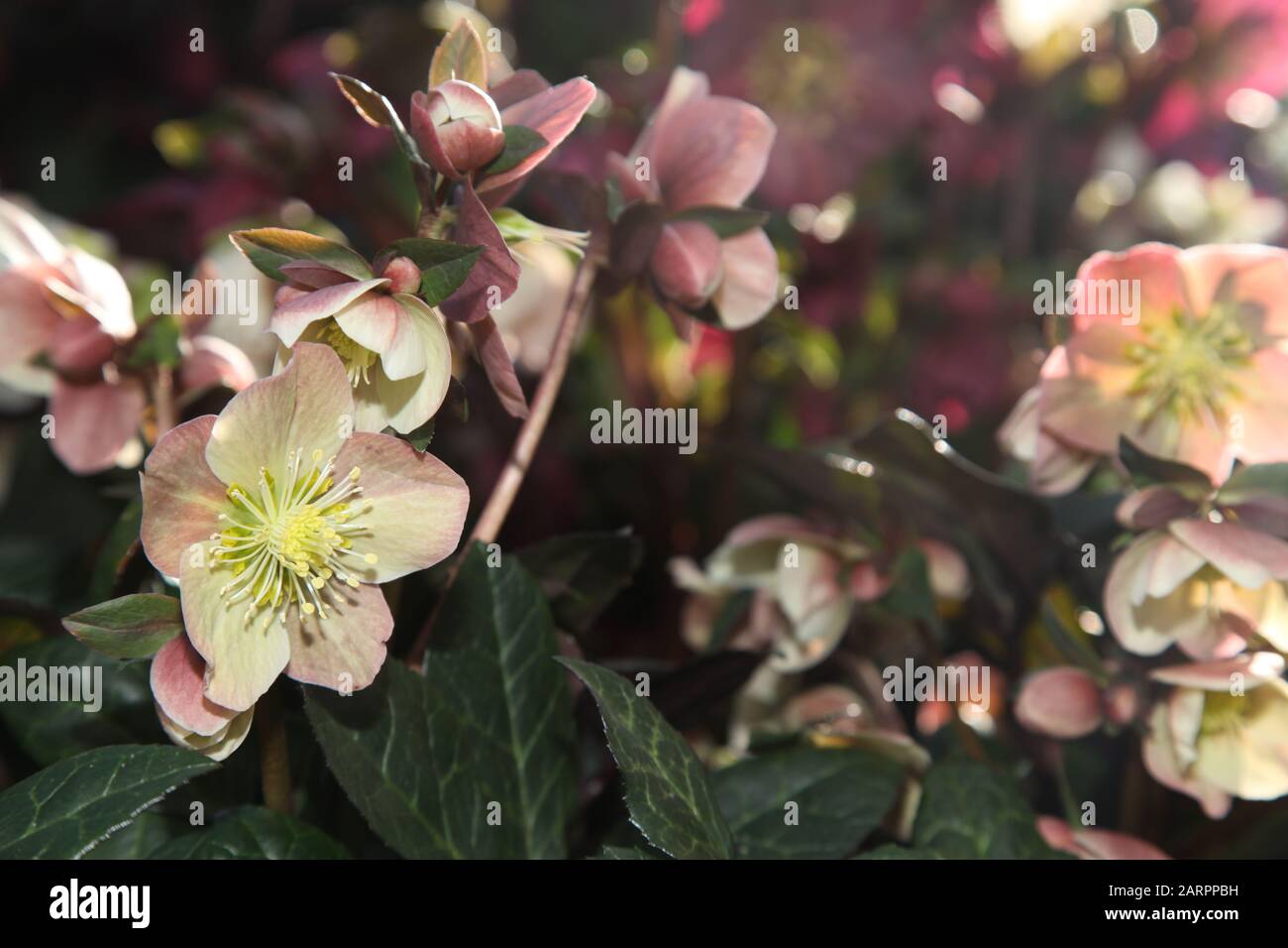 Helleborus x Ballardiae Hellebore SR 'Merlin', HGC Helleborus Gold ...