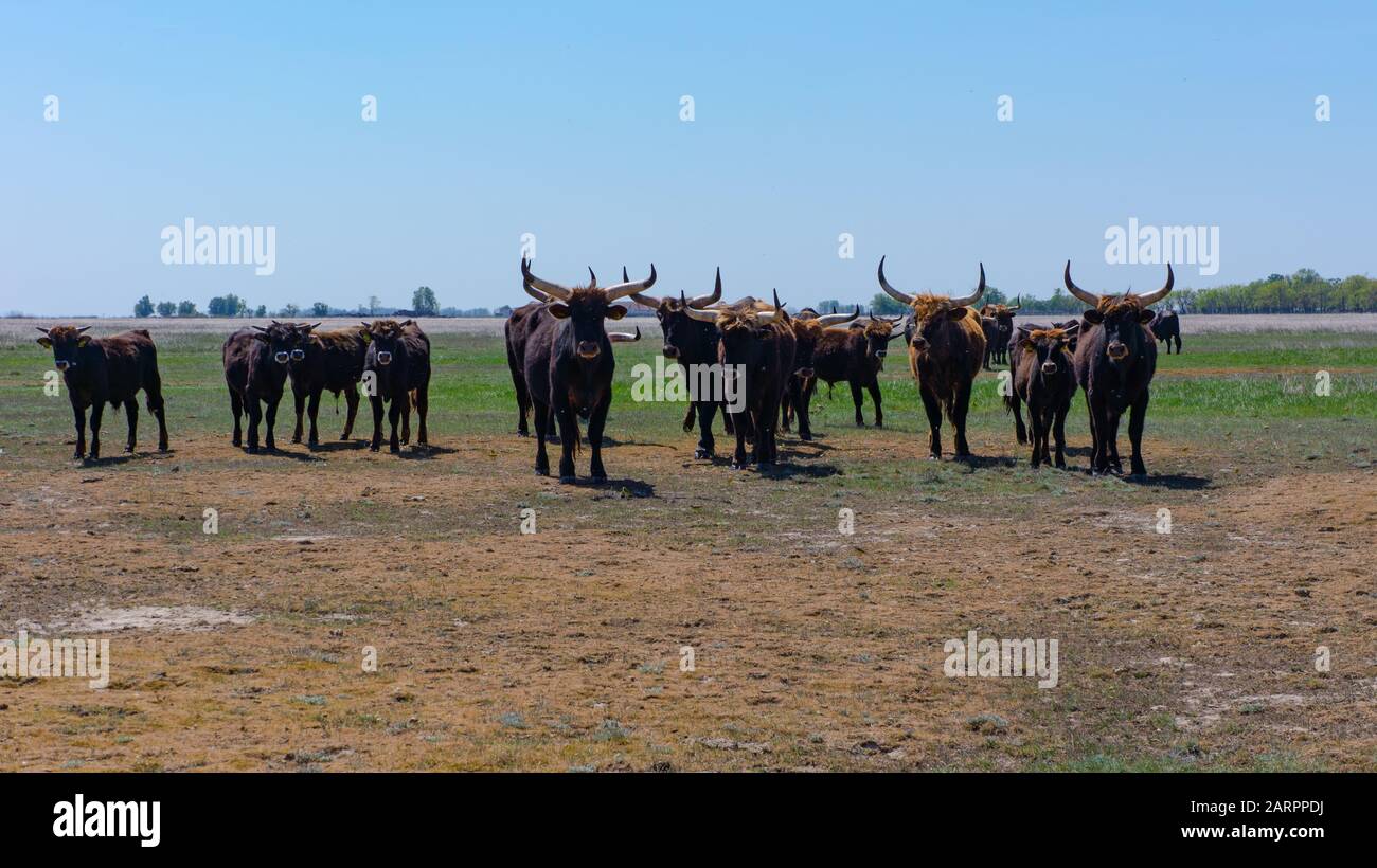 Aurochs hi-res stock photography and images - Alamy