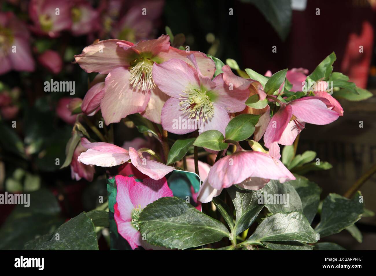 Helleborus lemonnierae walbertons rosemary hi-res stock photography and ...
