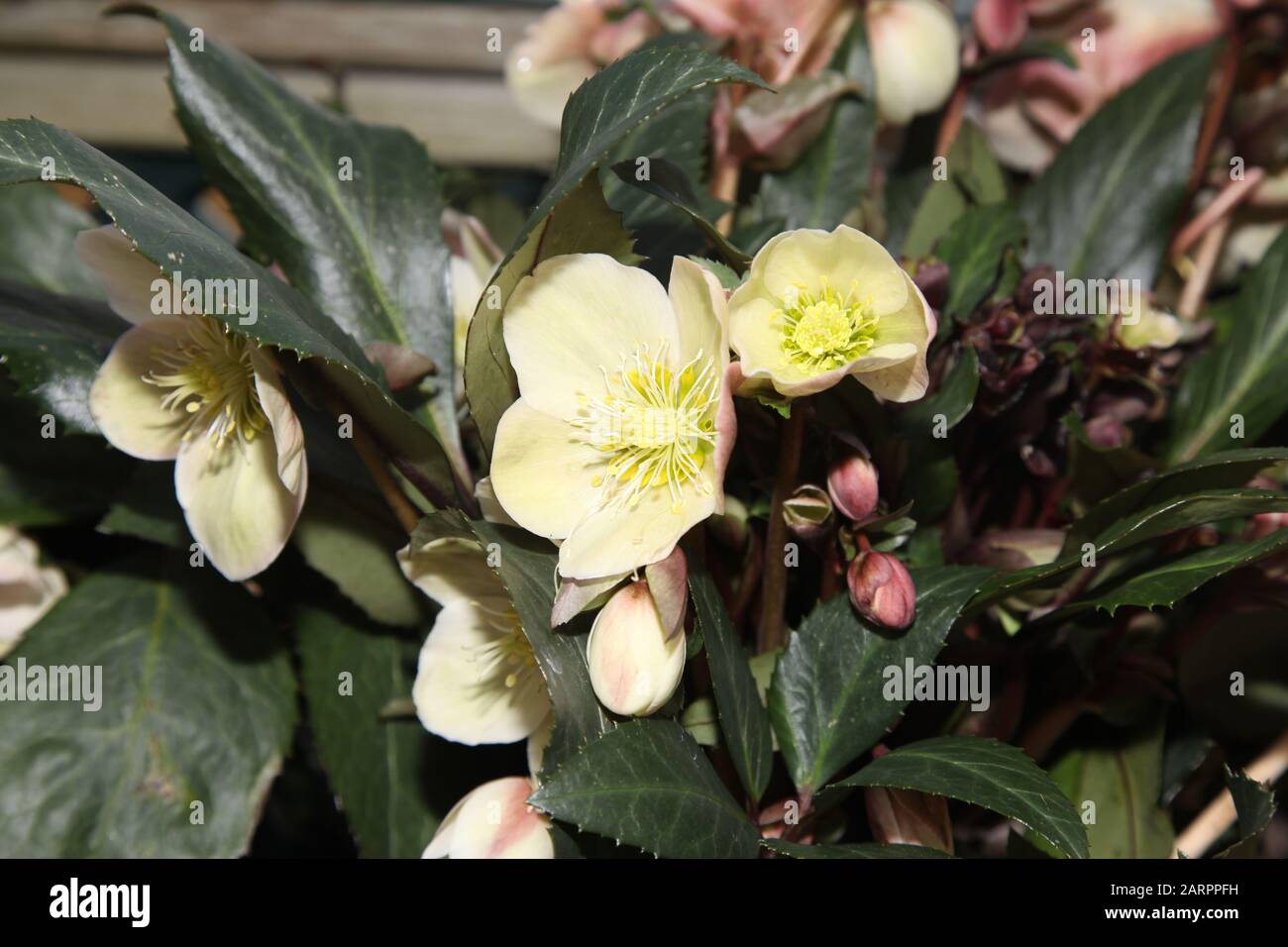 Helleborus x lemonnierae 'Liah' Stock Photo - Alamy