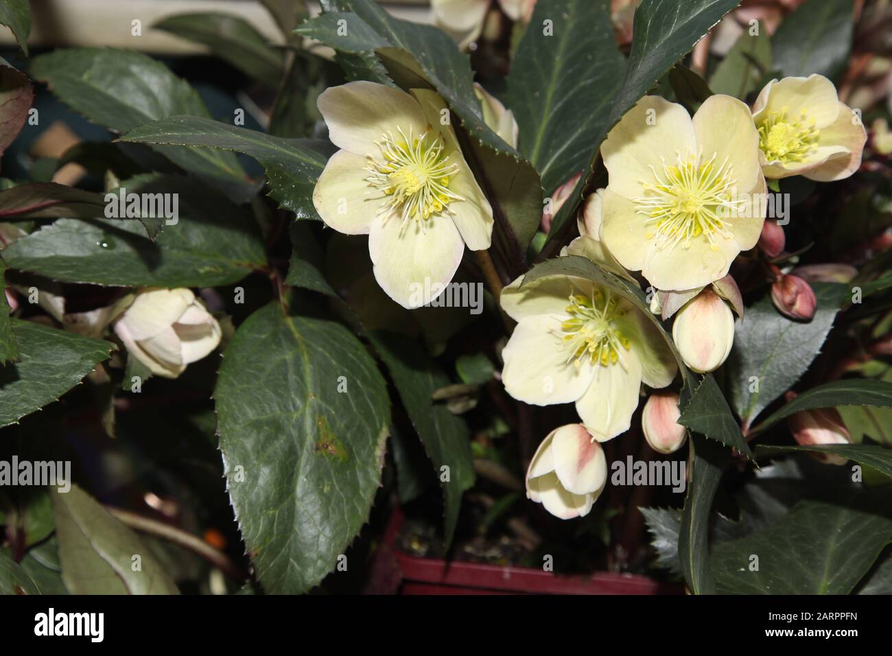 Helleborus x lemonnierae 'Liah' Stock Photo - Alamy