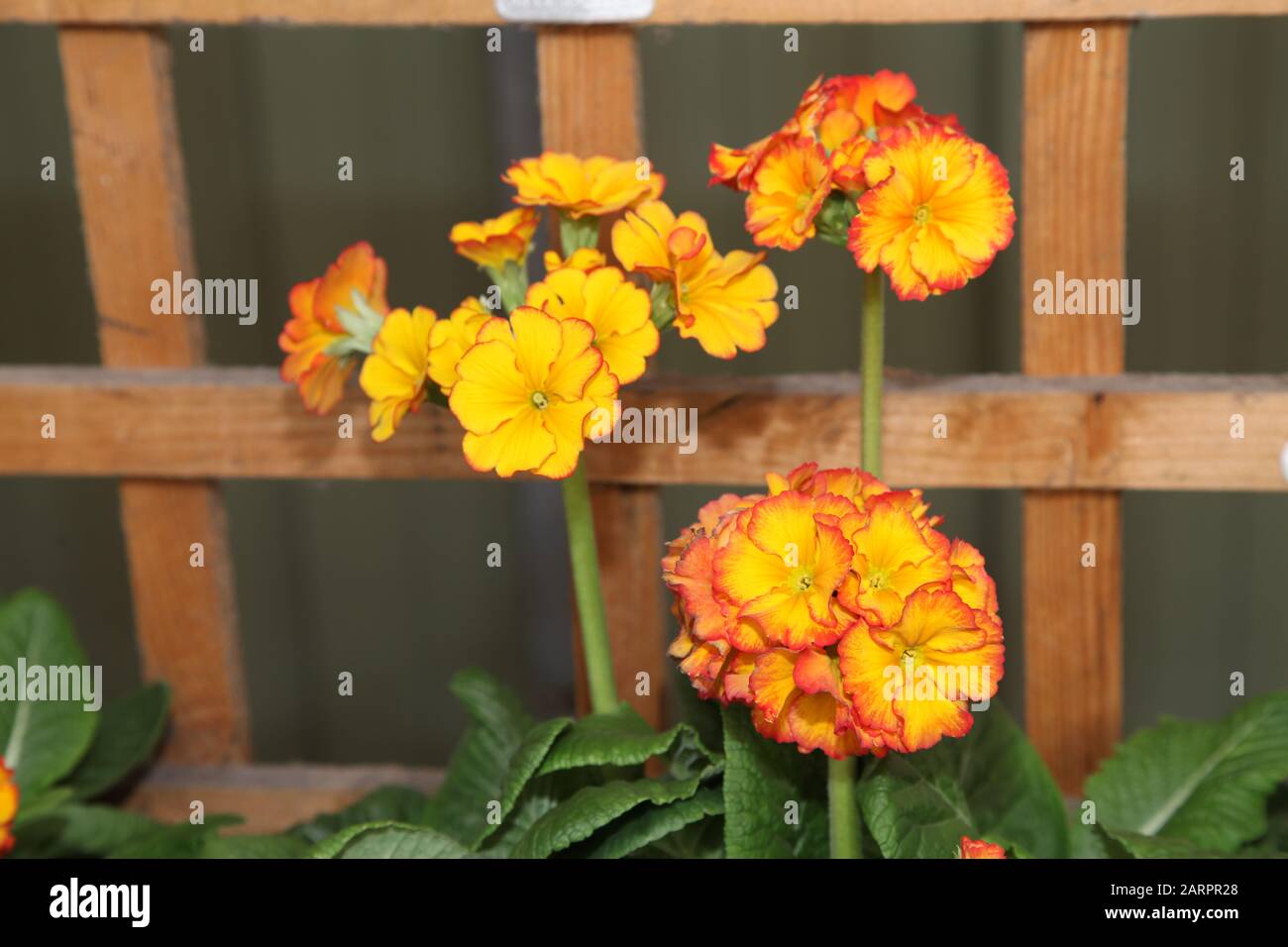 Polyanthus Showstopper 'Fire Dragon' a long stalked flower against ...