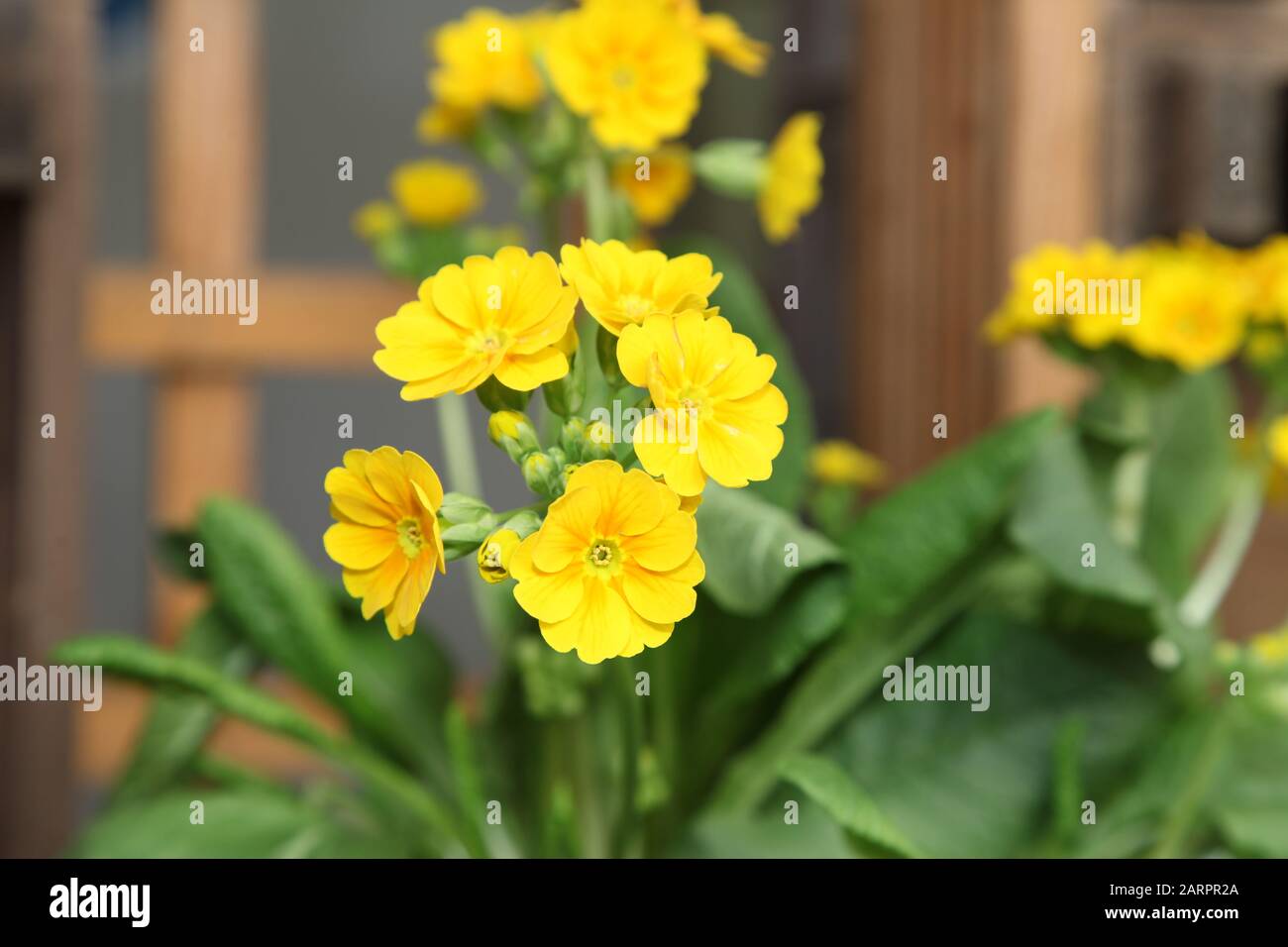 Polyanthus 'Elpiro Yellow' a long stalked flower against trellis Stock ...