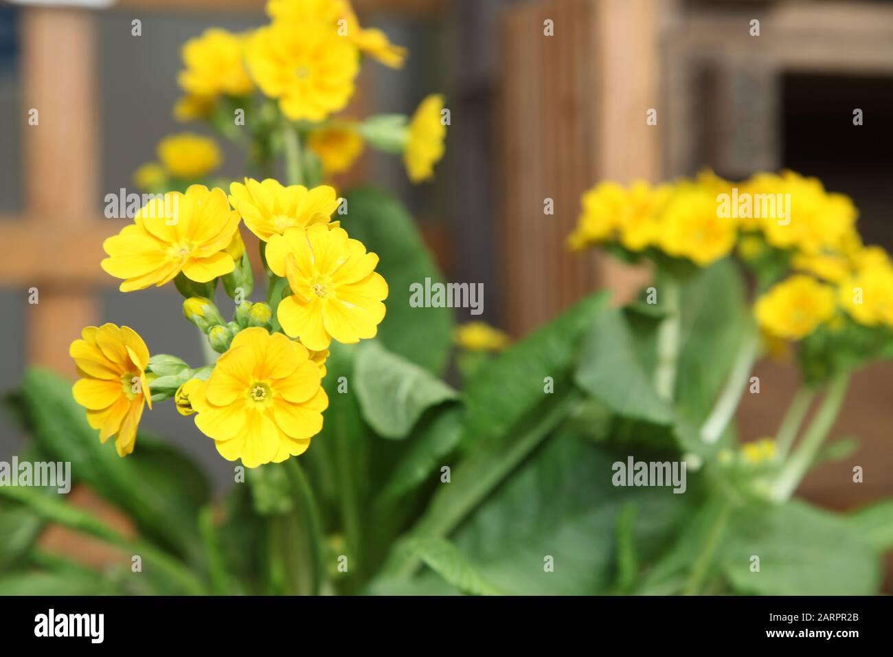 Polyanthus 'Elpiro Yellow' Stock Photo - Alamy