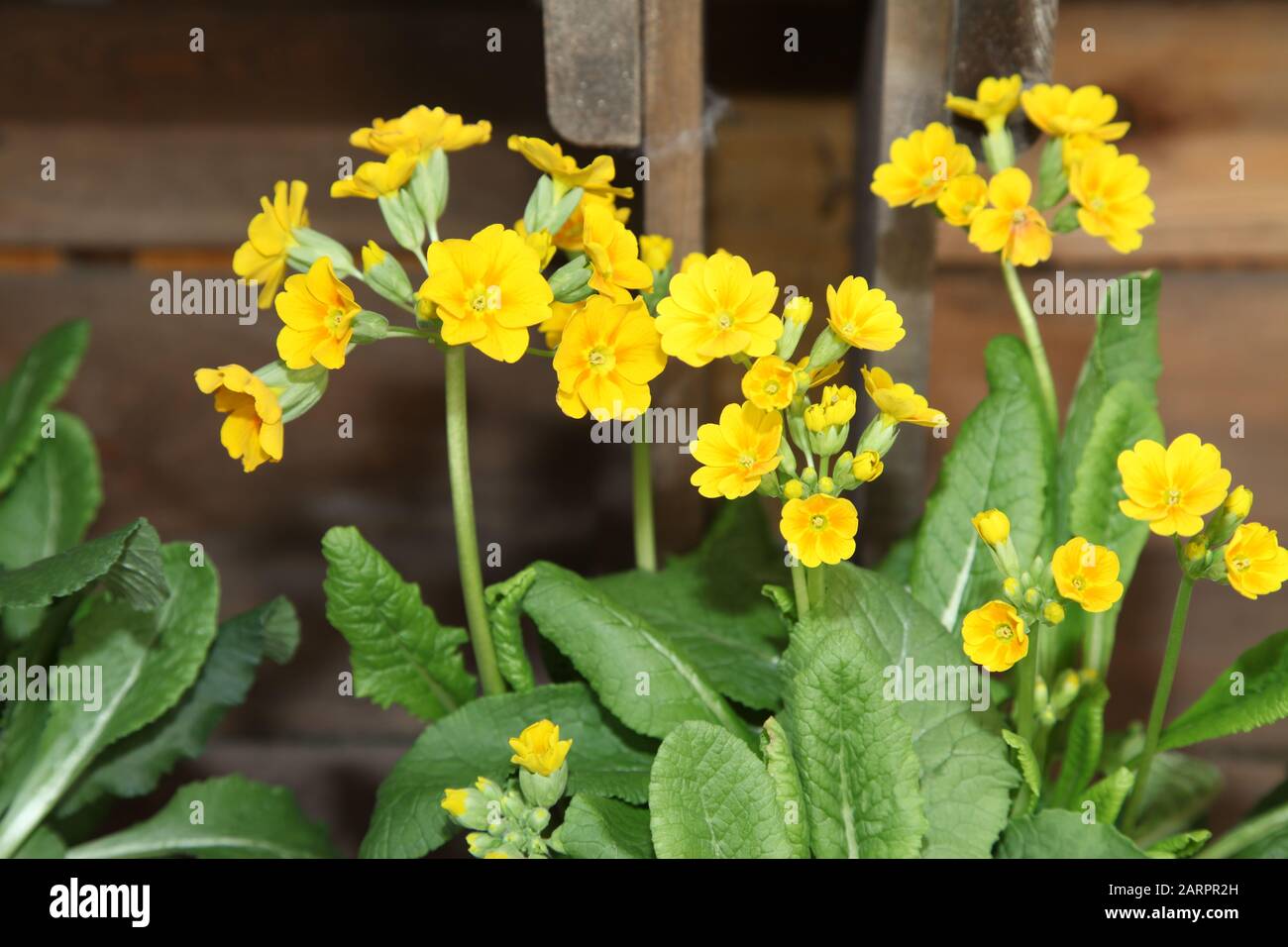 Polyanthus 'Elpiro Yellow' a long stalked flower against trellis Stock ...