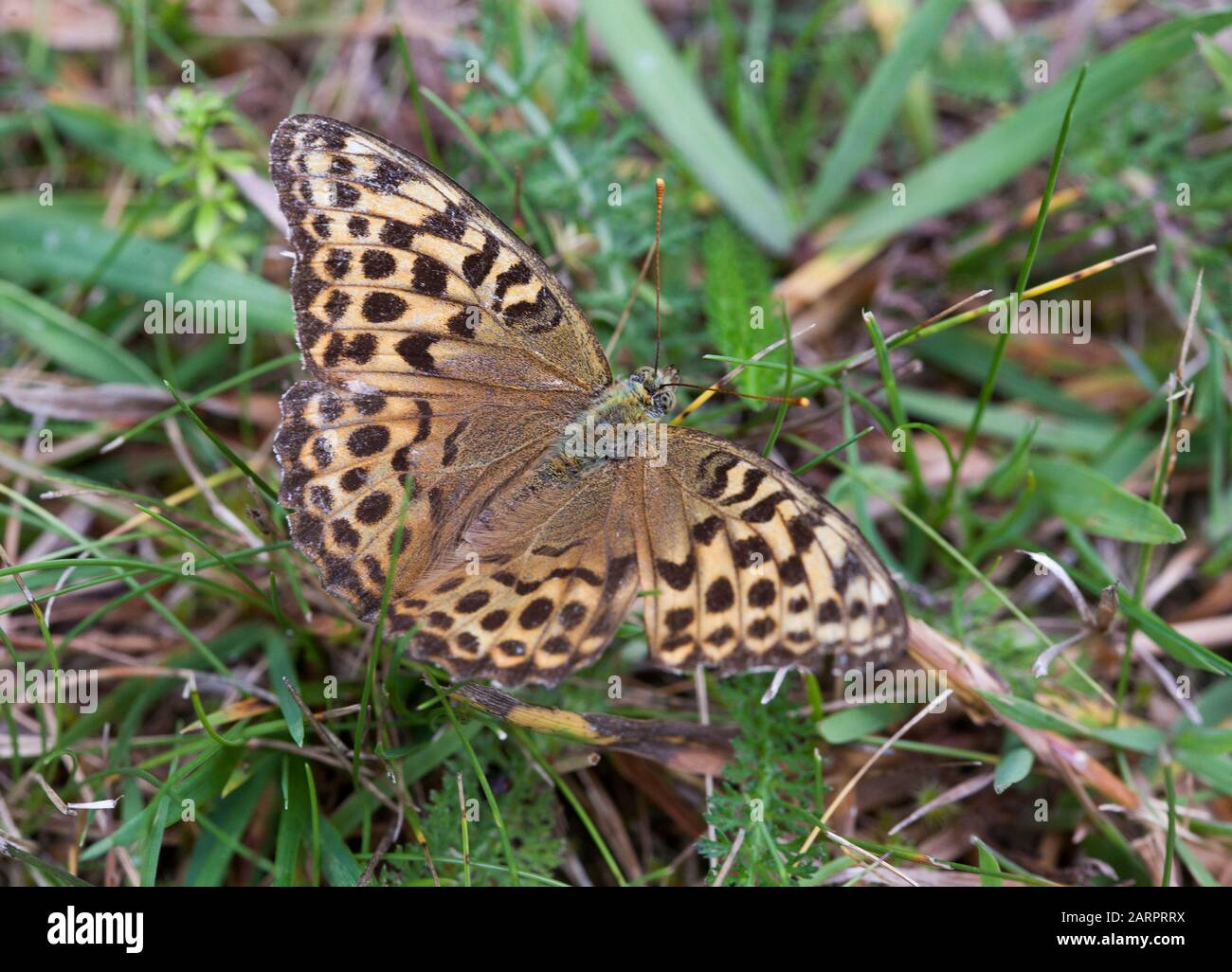 HELICONIINAE or longwings Stock Photo - Alamy