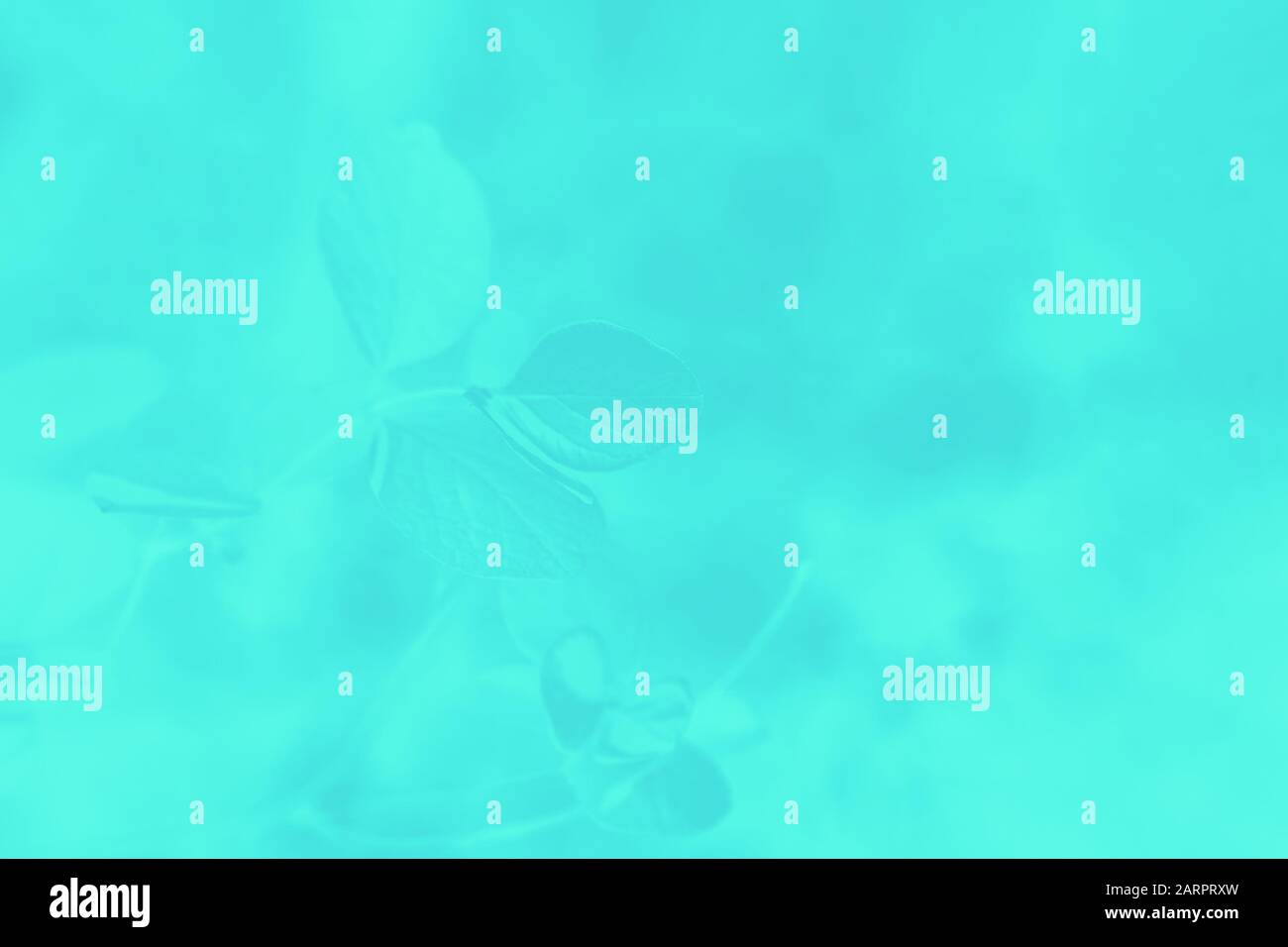 Aqua menthe color gradient background with leaves pattern Stock Photo ...