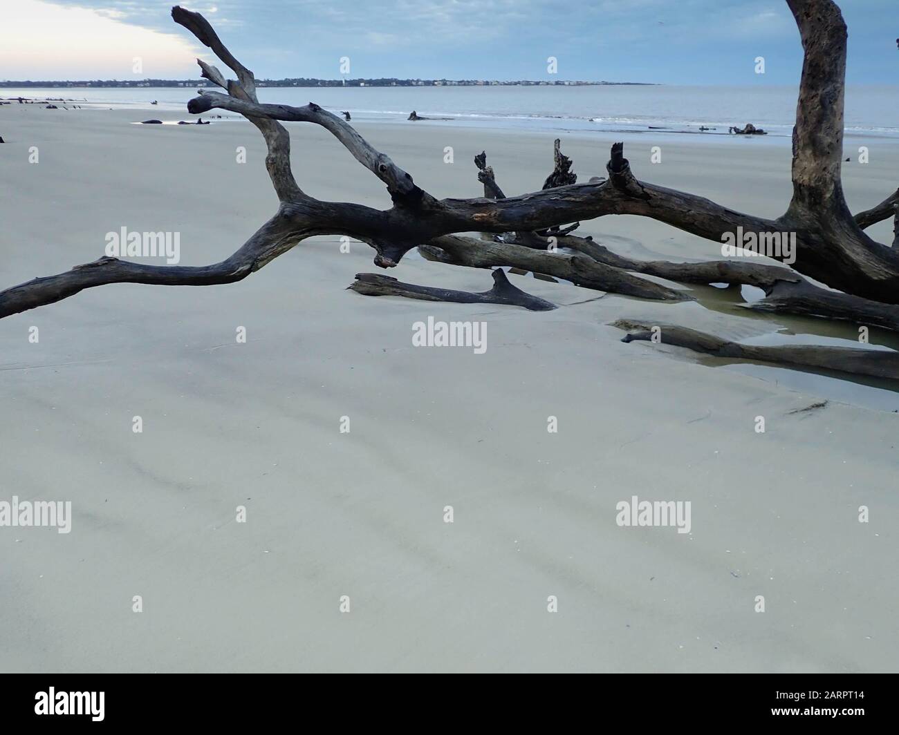 Driftwood on the Beach Stock Photo - Alamy