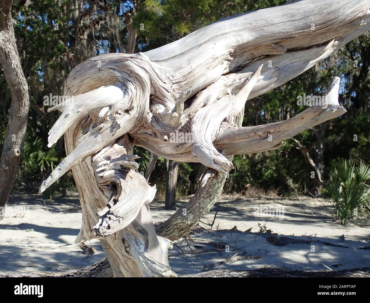 Driftwood on the beach on the sand Stock Photo - Alamy