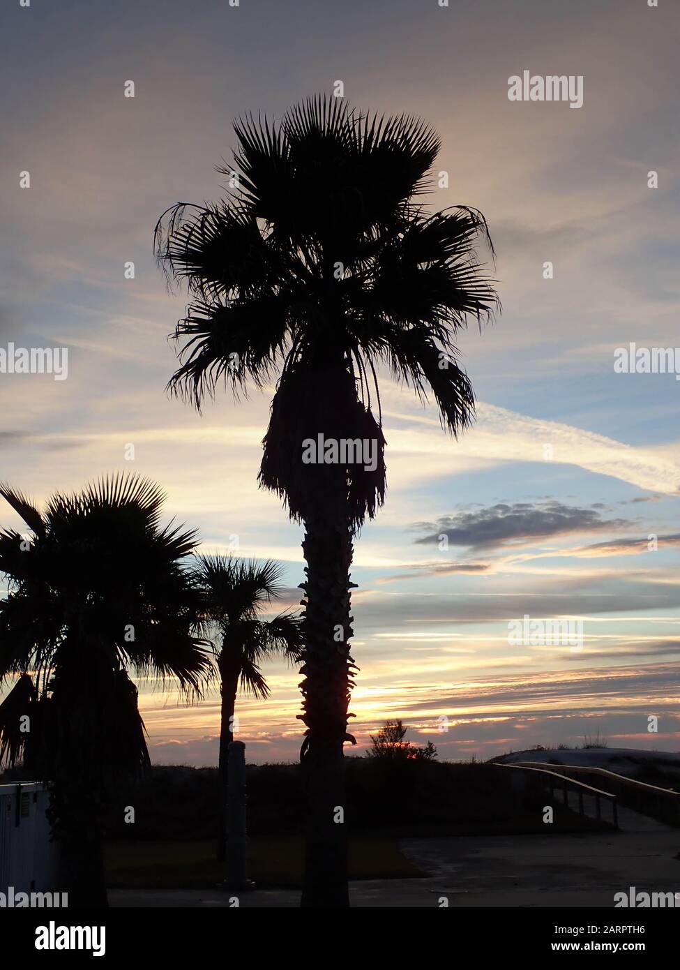Palm Tree at sunrise Stock Photo - Alamy