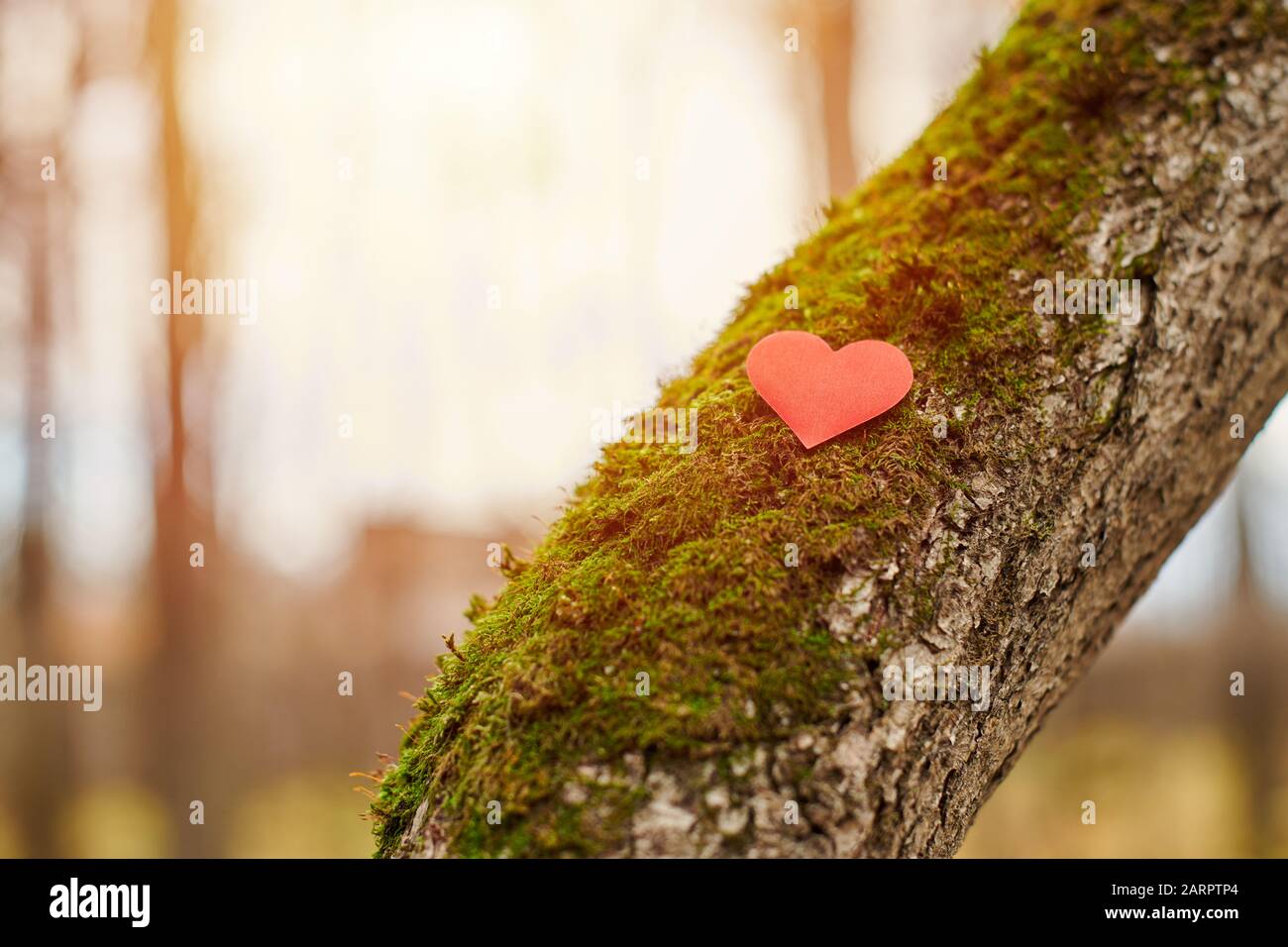 Heart on tree. Environment protection symbol, copy space. Deforestation ...