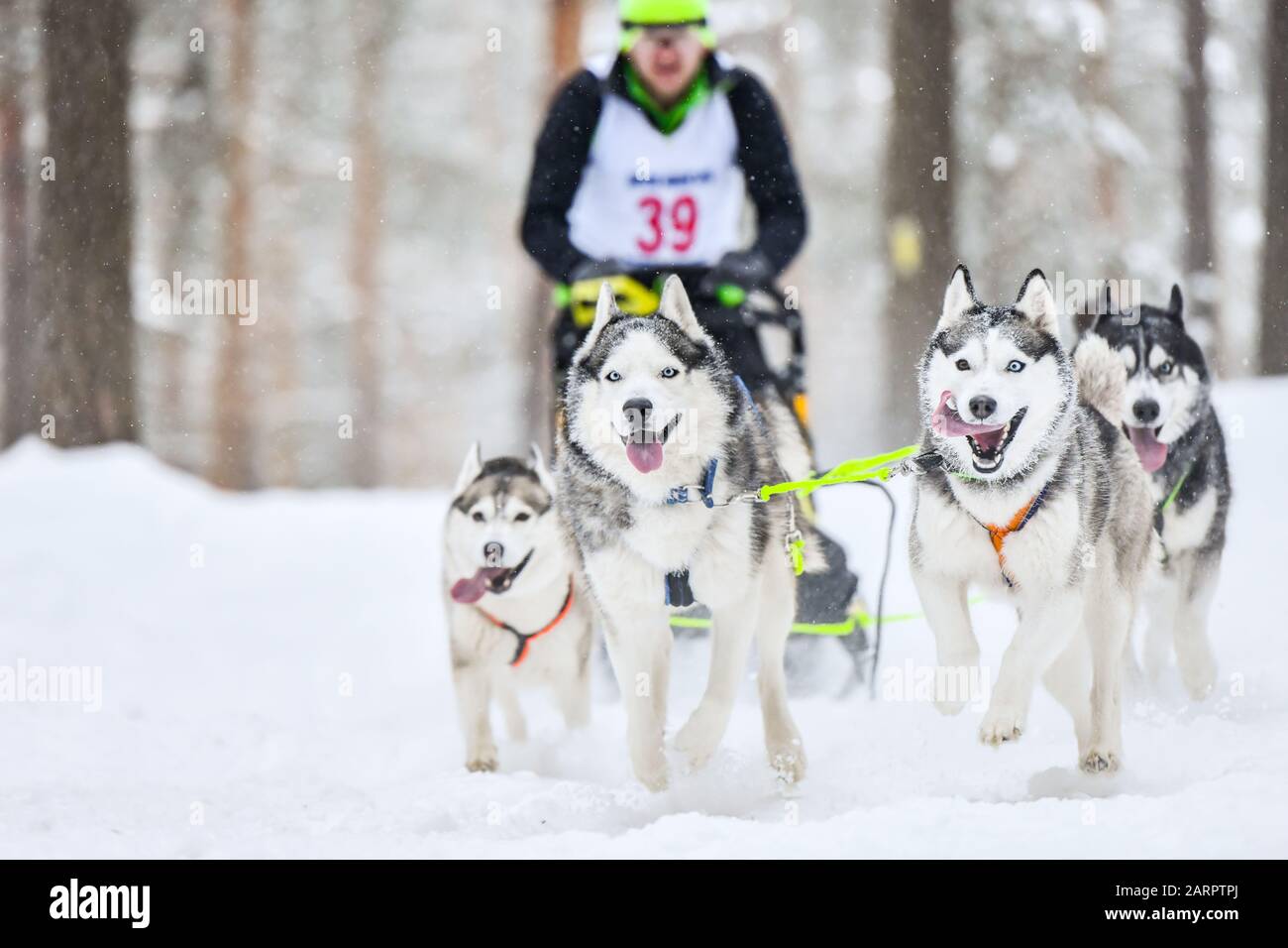 Siberian husky sled dog racing. Mushing winter competition. Husky sled ...