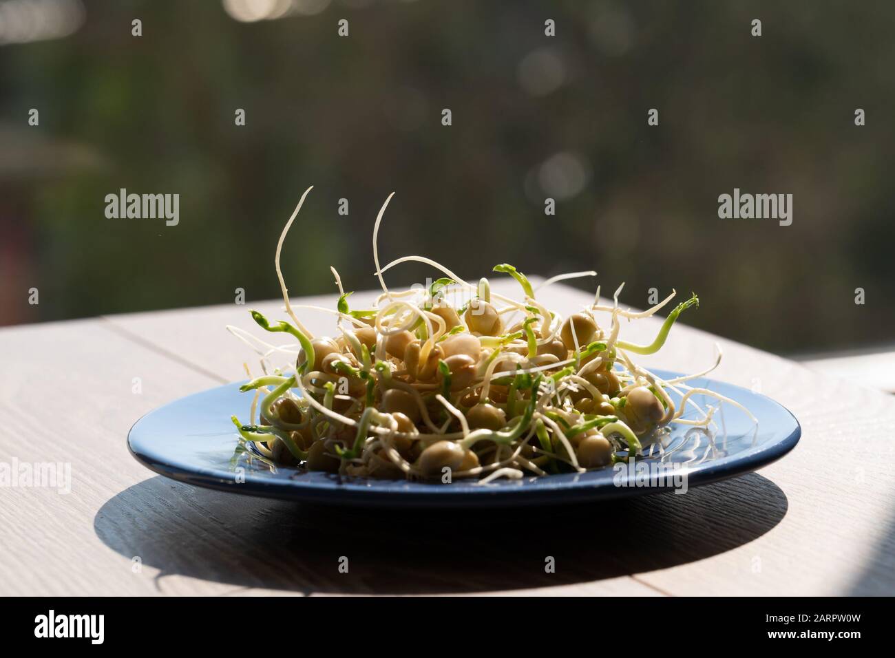 green sprouts edible plants. microgreens nutrition Stock Photo - Alamy