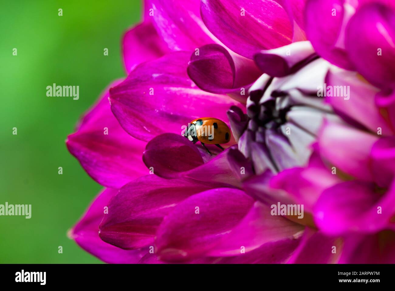 Purple flower ladybug hi-res stock photography and images - Alamy