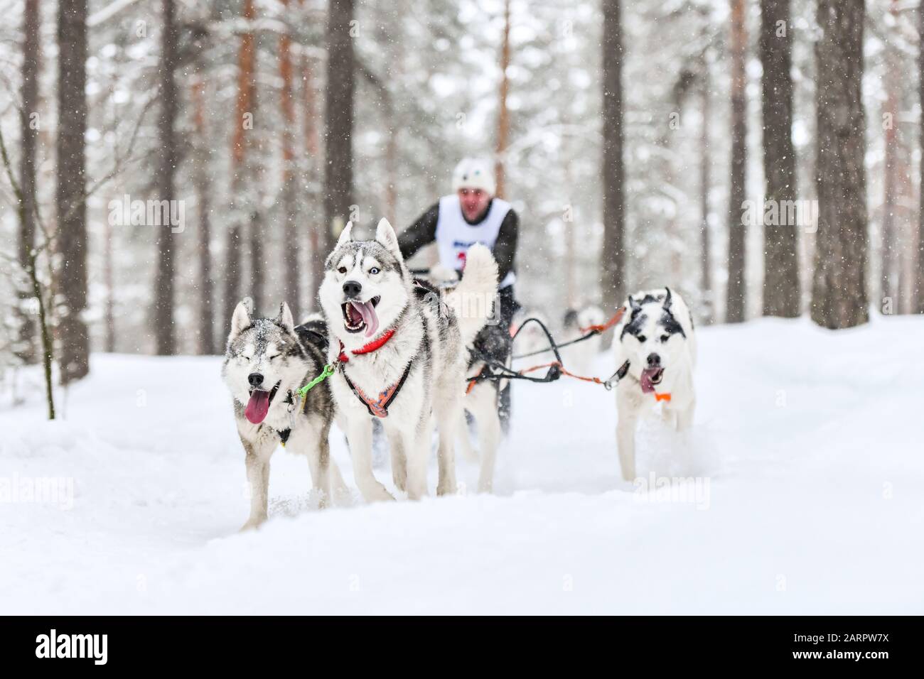Siberian husky sled dog racing. Mushing winter competition. Husky sled ...