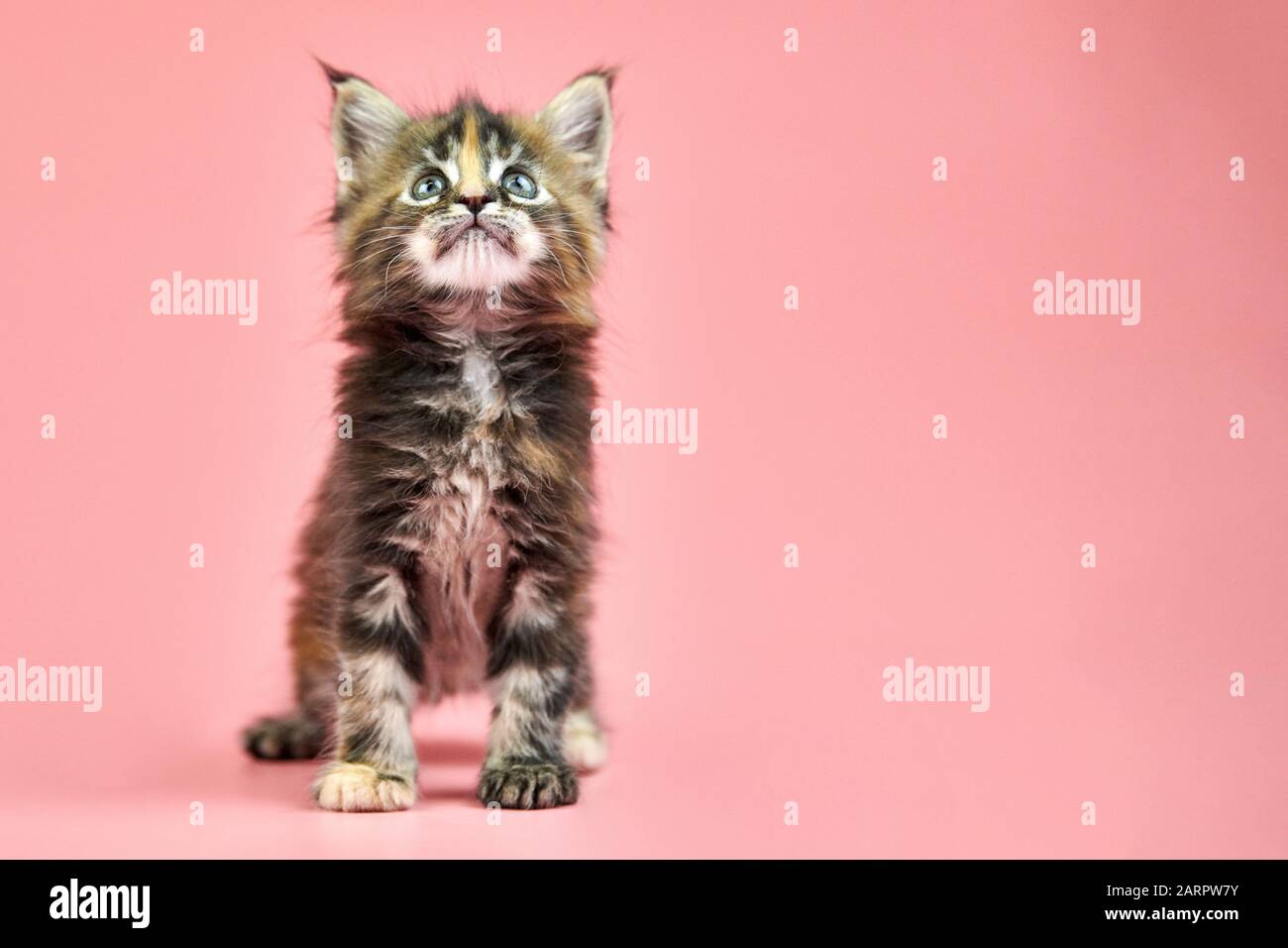 Maine coon tortoiseshell kitten, copy space. Cute shorthair purebred ...