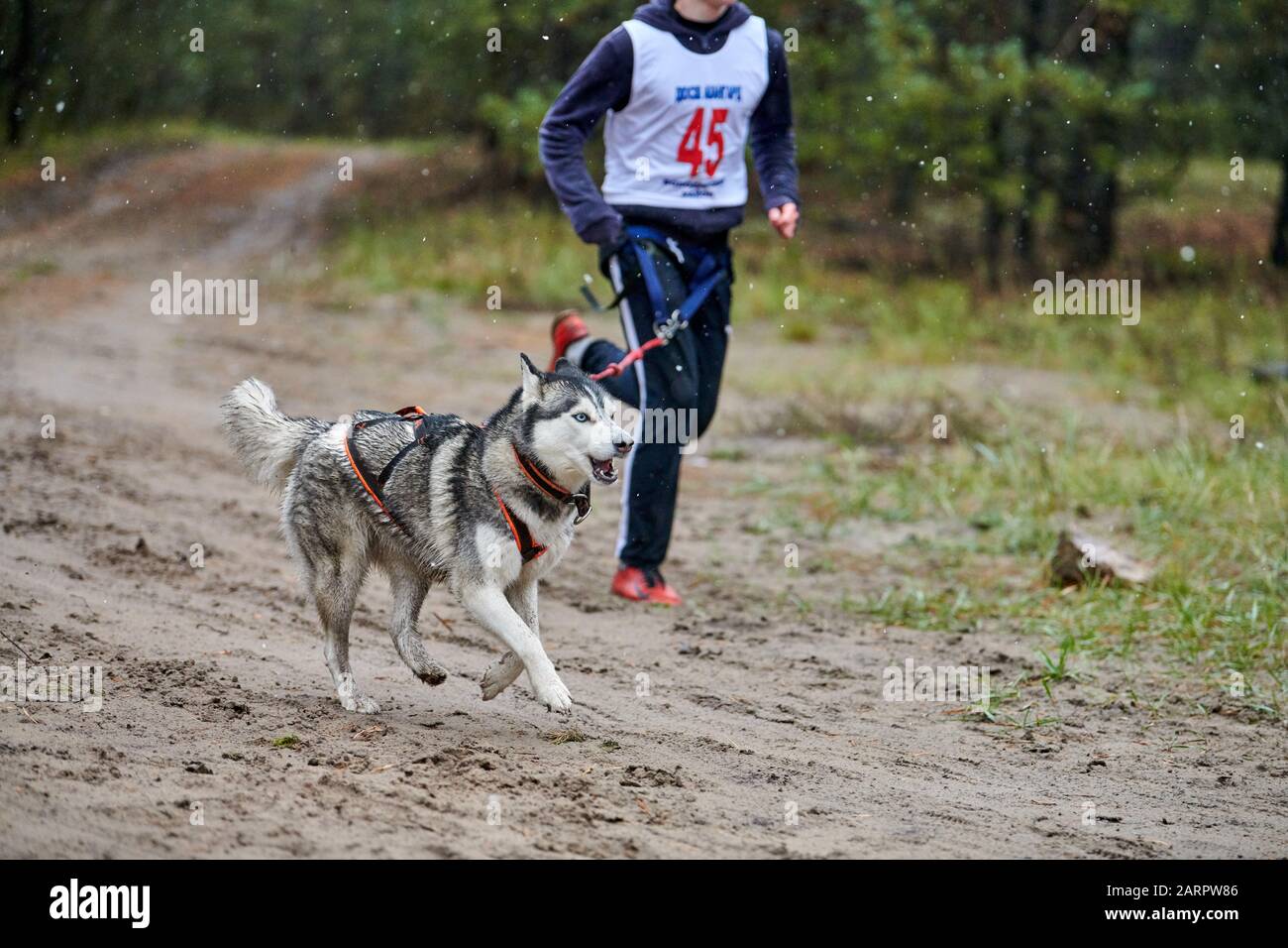 Musher attach sled dog hi-res stock photography and images - Alamy