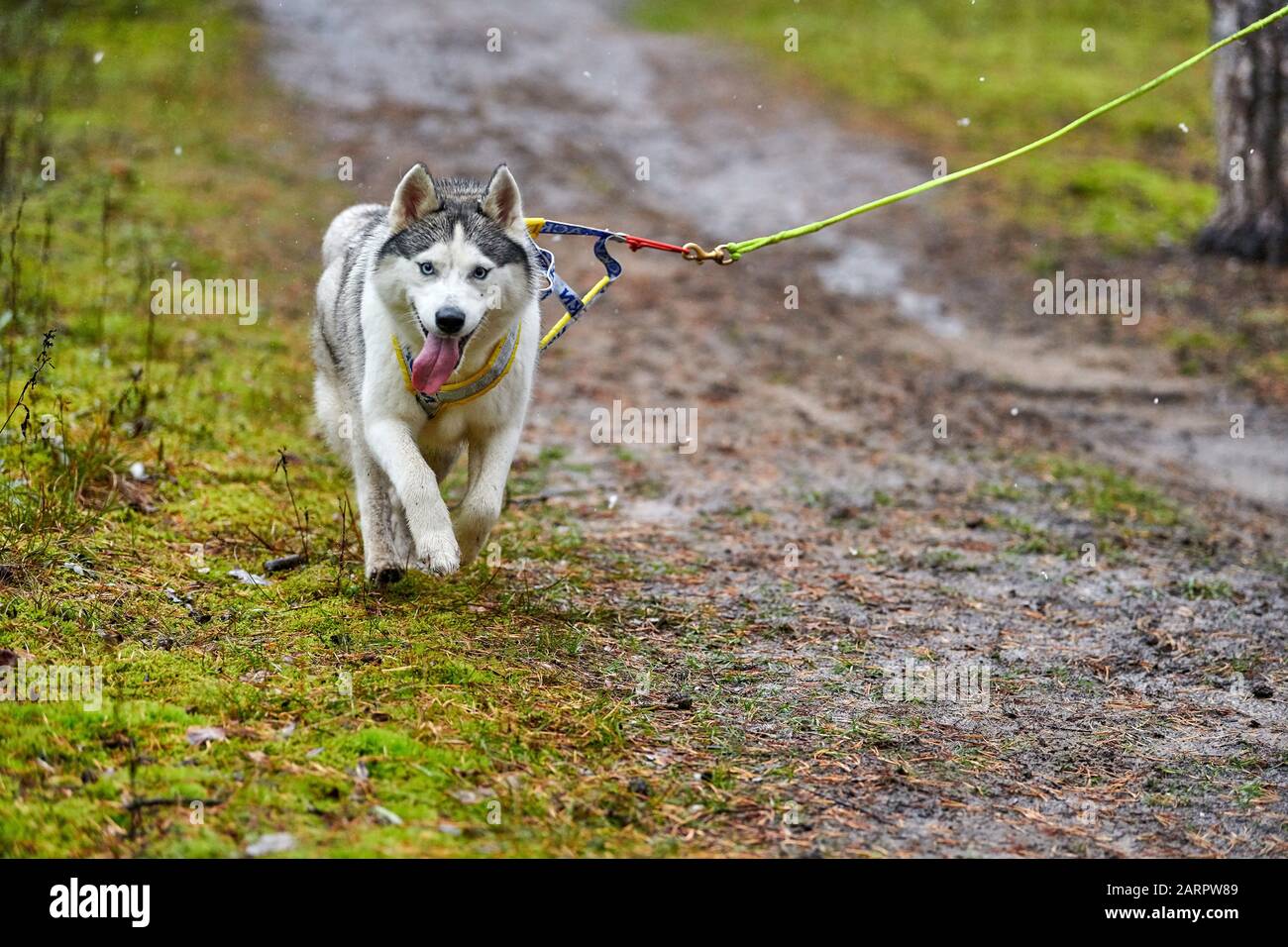 Crosscountry dryland sled dog mushing race. Husky sled dog pull a ...