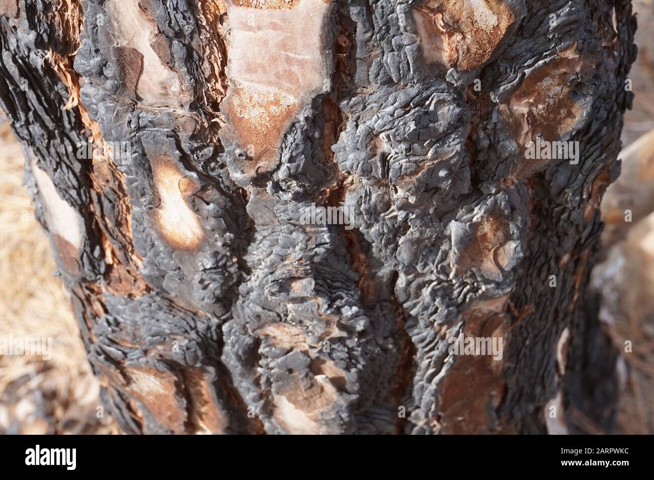 Trees with burnt bark from a wild fire a few months before but they ...