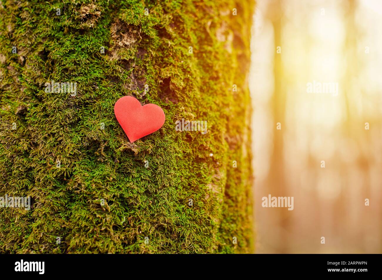 Heart on tree. Environment protection symbol, copy space. Deforestation ...
