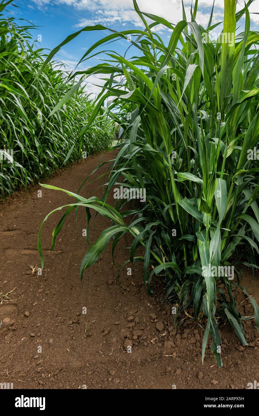 Sorghum grass hi-res stock photography and images - Alamy