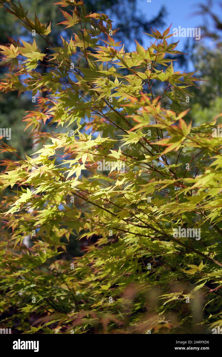 Russia native plants hi-res stock photography and images - Alamy