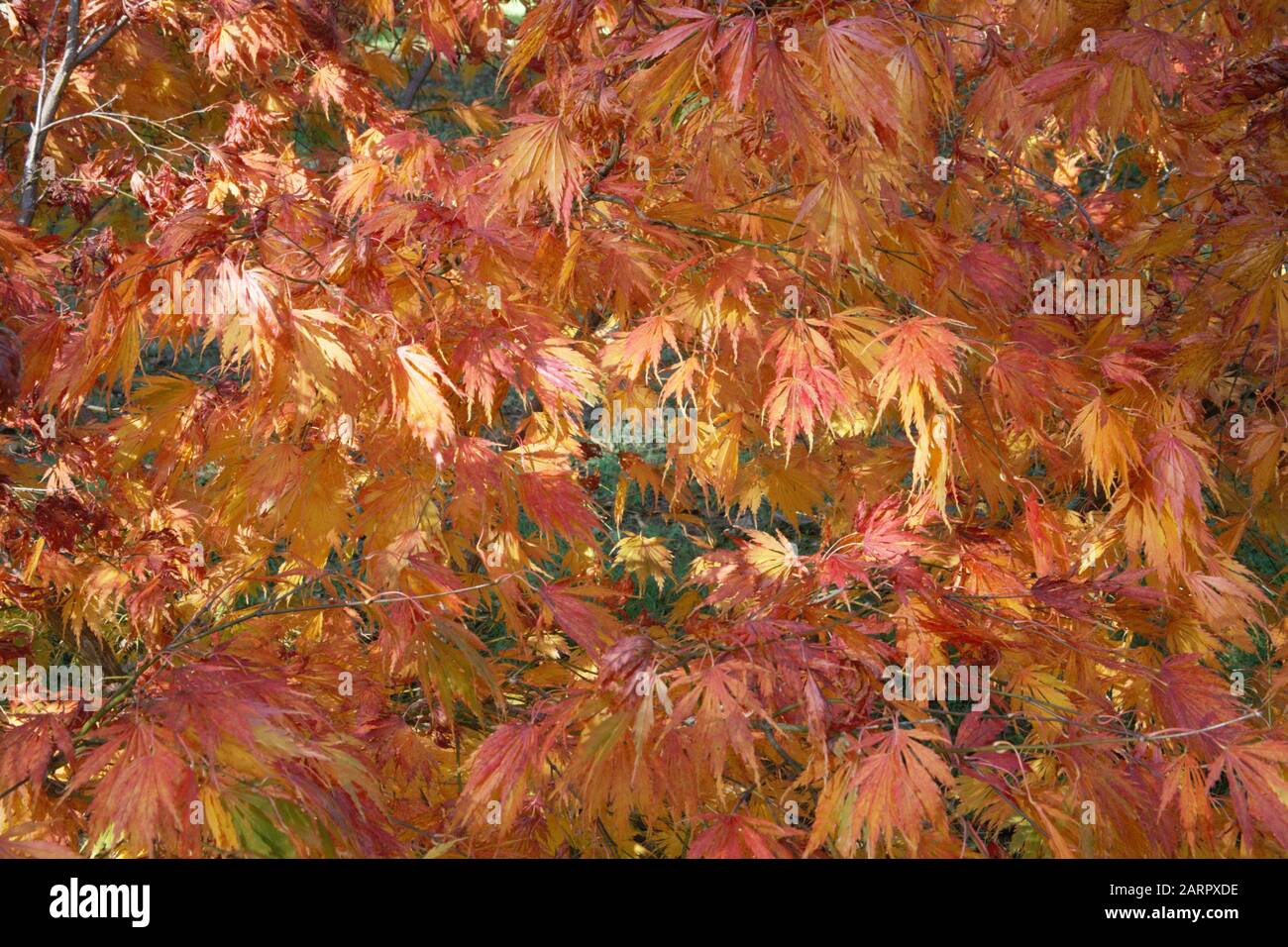 Acer Genus High Resolution Stock Photography and Images - Alamy