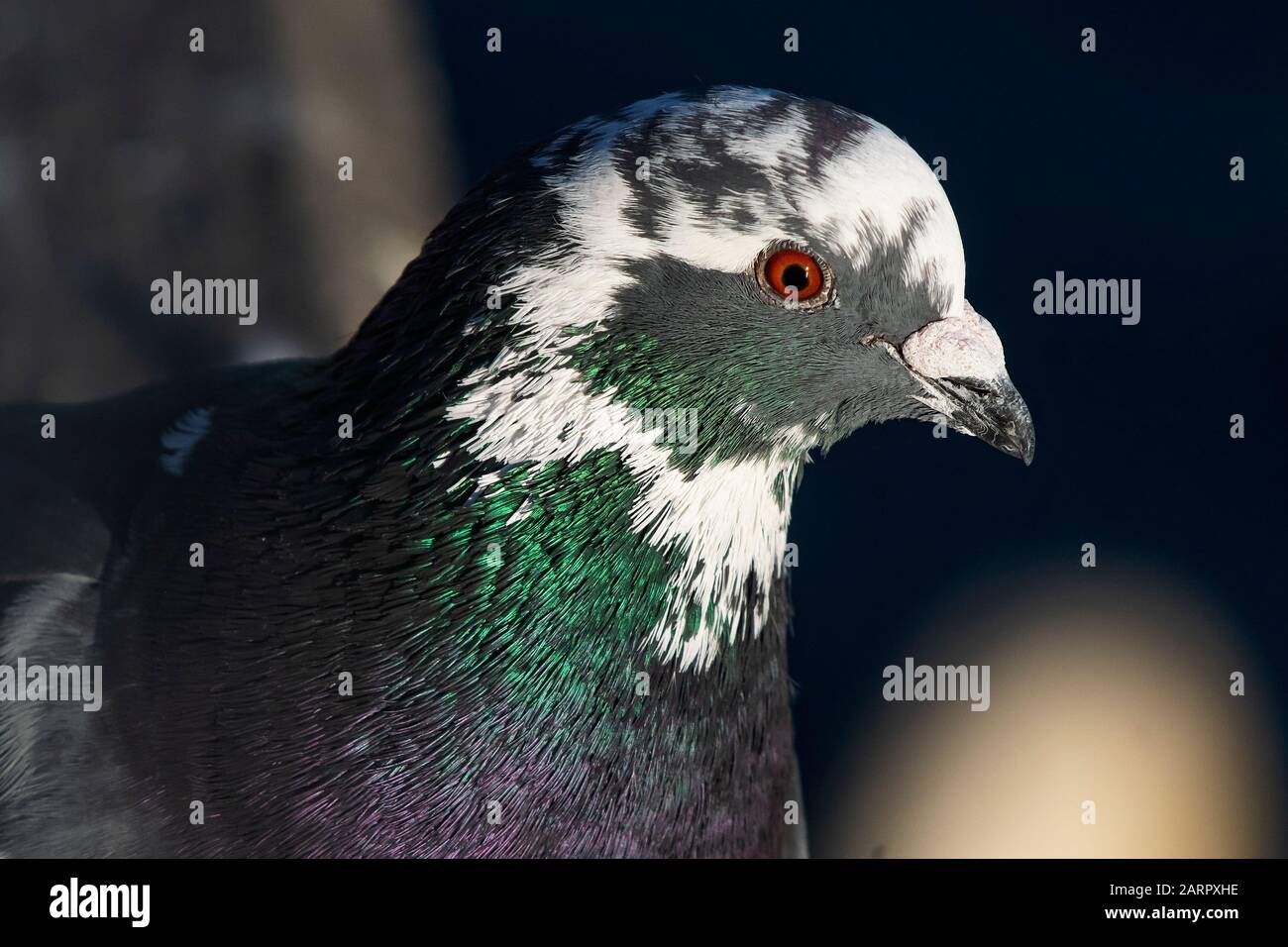 Feral pigeon head shot Stock Photo - Alamy