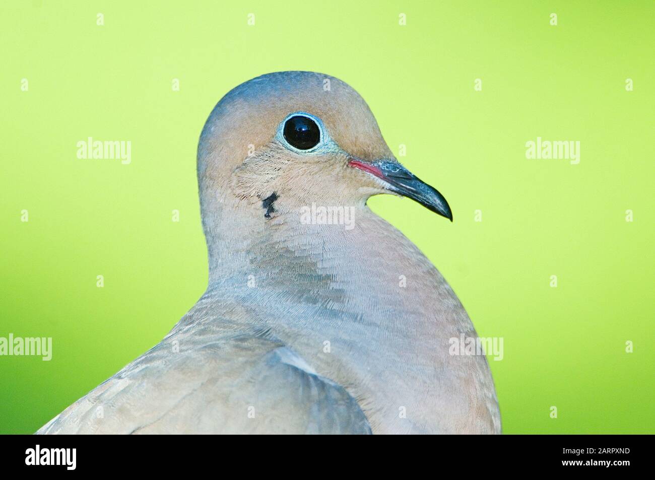 Mourning dove doves birds hi-res stock photography and images - Alamy