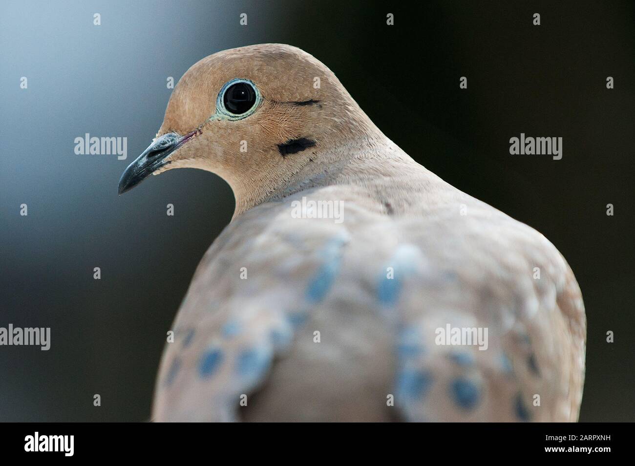 Mourning dove doves birds hi-res stock photography and images - Alamy