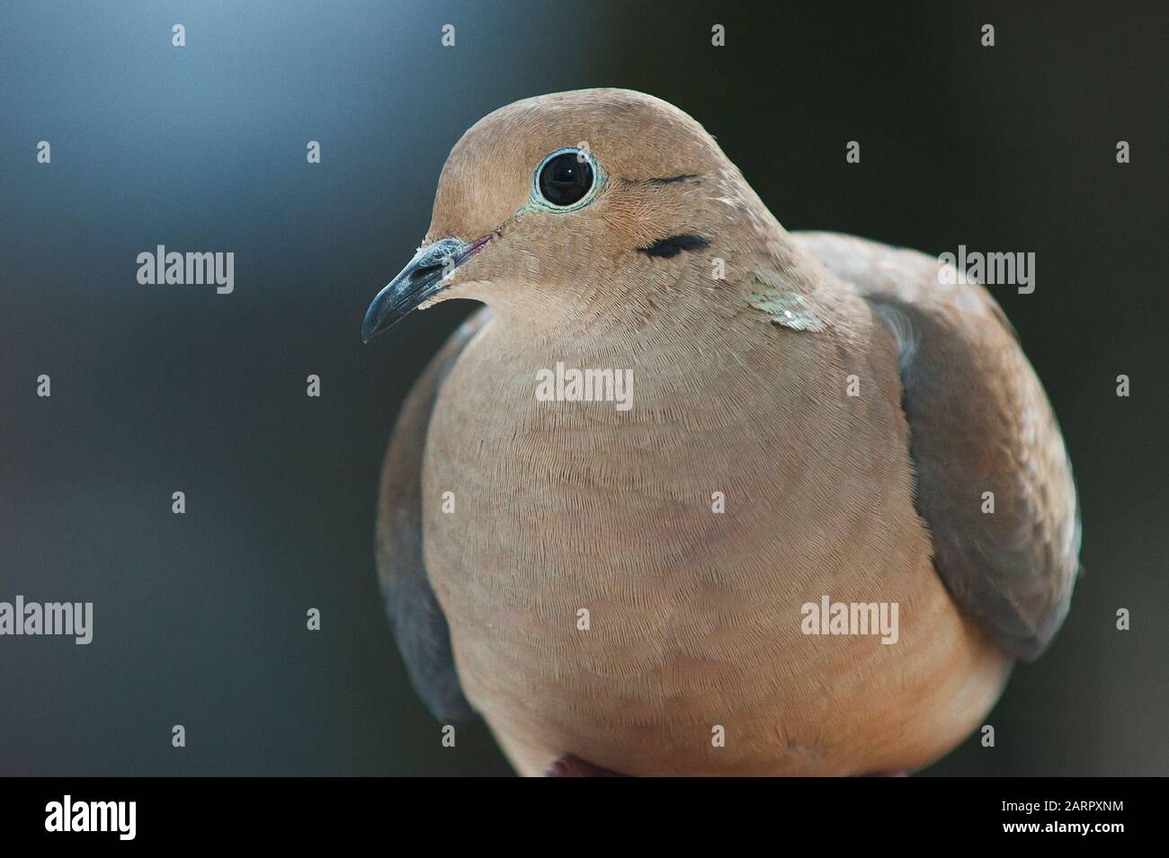 Mourning dove close-up Stock Photo - Alamy