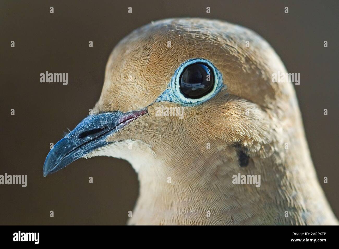 Mourning dove doves birds hi-res stock photography and images - Alamy