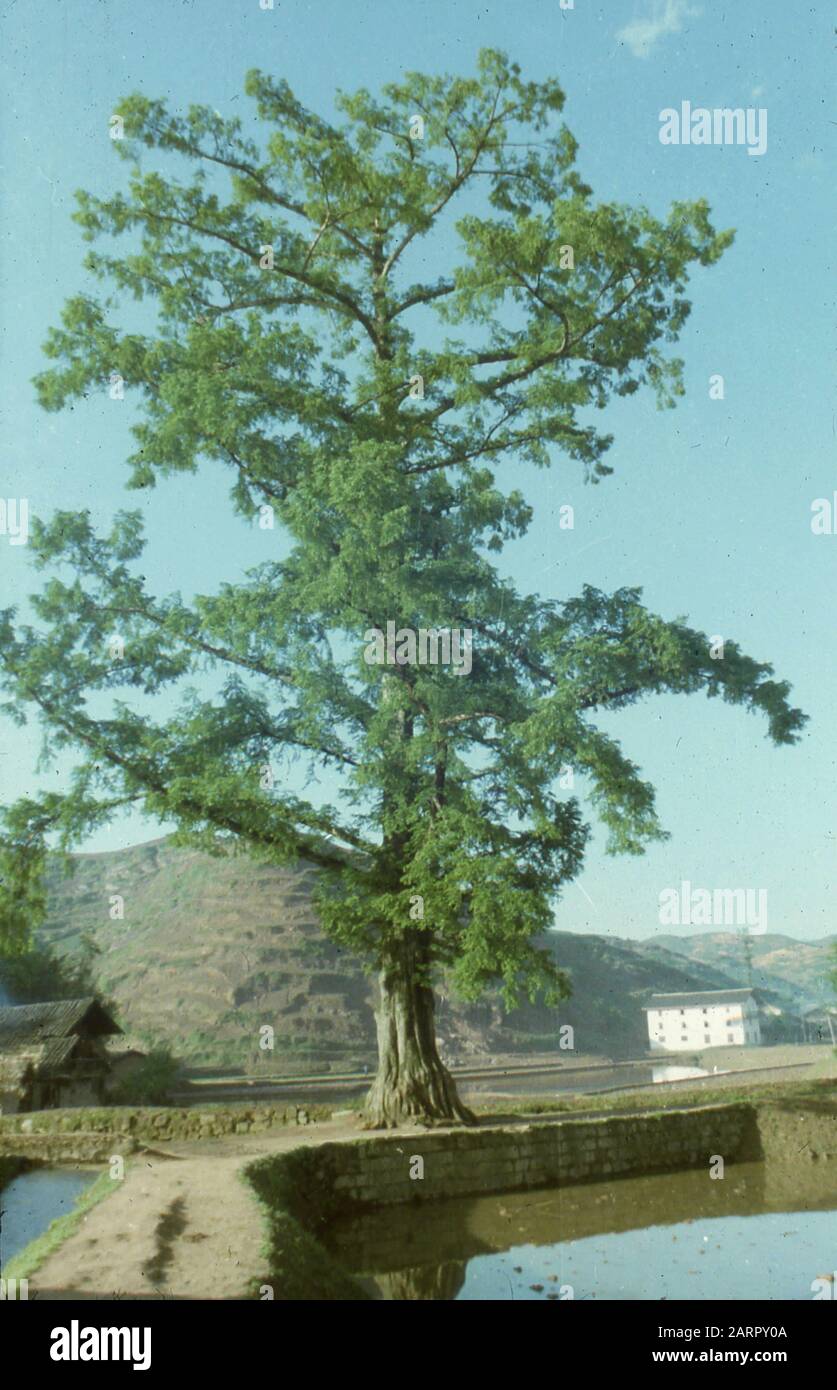 Rare and endangered trees unique to China, 1958 Stock Photo - Alamy