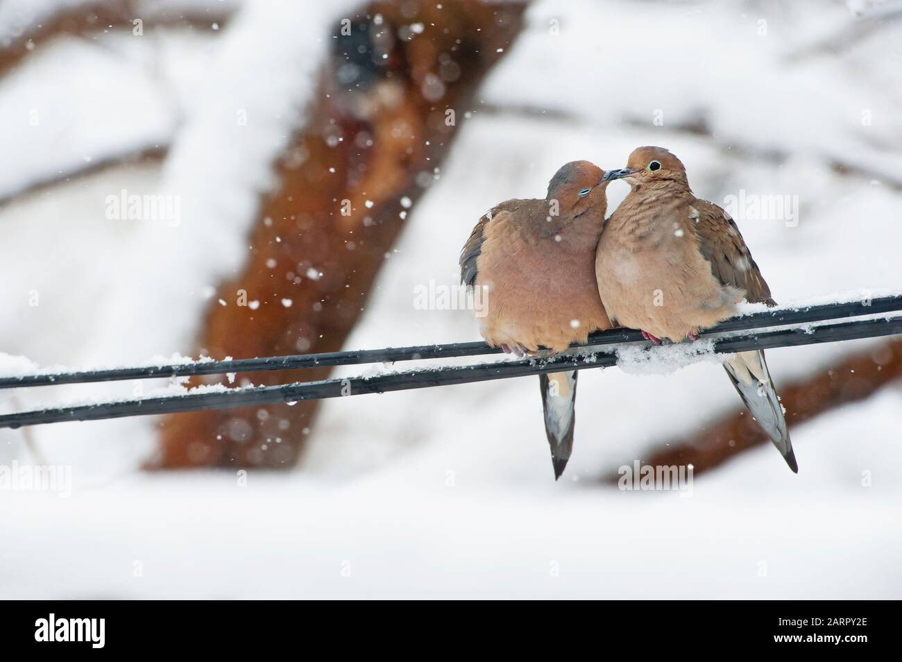 A pair of mated mourning doves in winter snow storm Stock Photo - Alamy