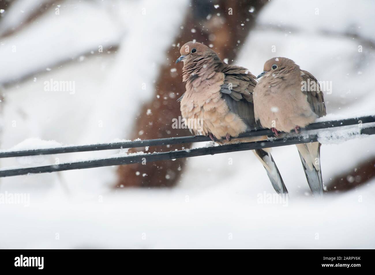 A pair of mated mourning doves in winter snow storm Stock Photo - Alamy