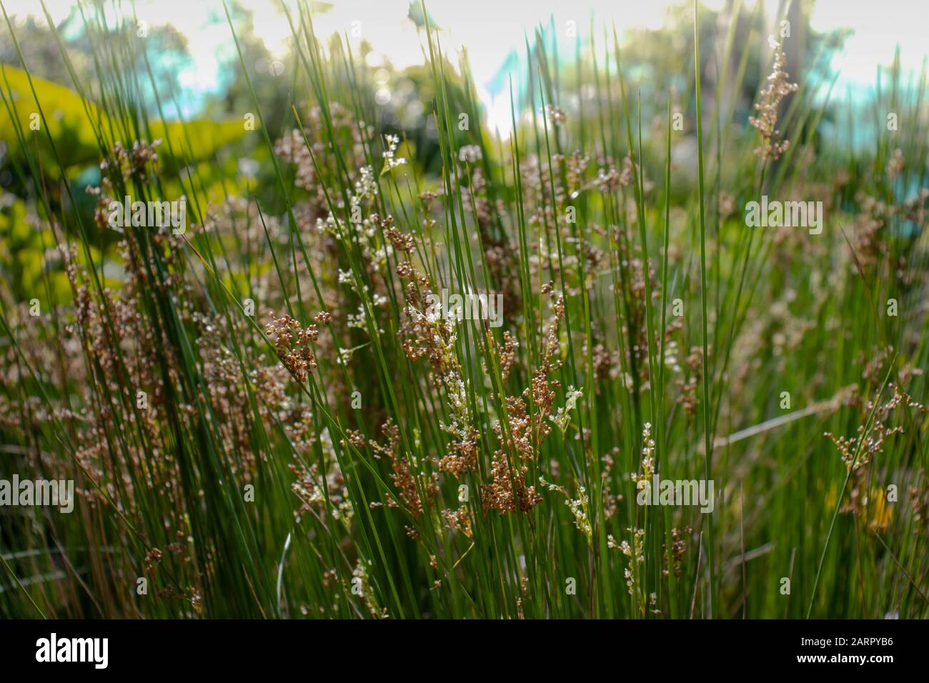 Common rush, soft rush or juncus effusus hill outdoors in summer Stock ...