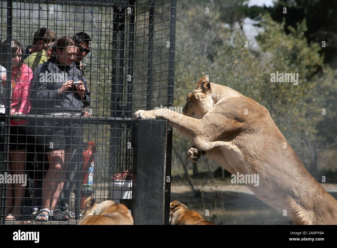 lion looking at people in a cage at Orana Wildlife Park Stock Photo - Alamy