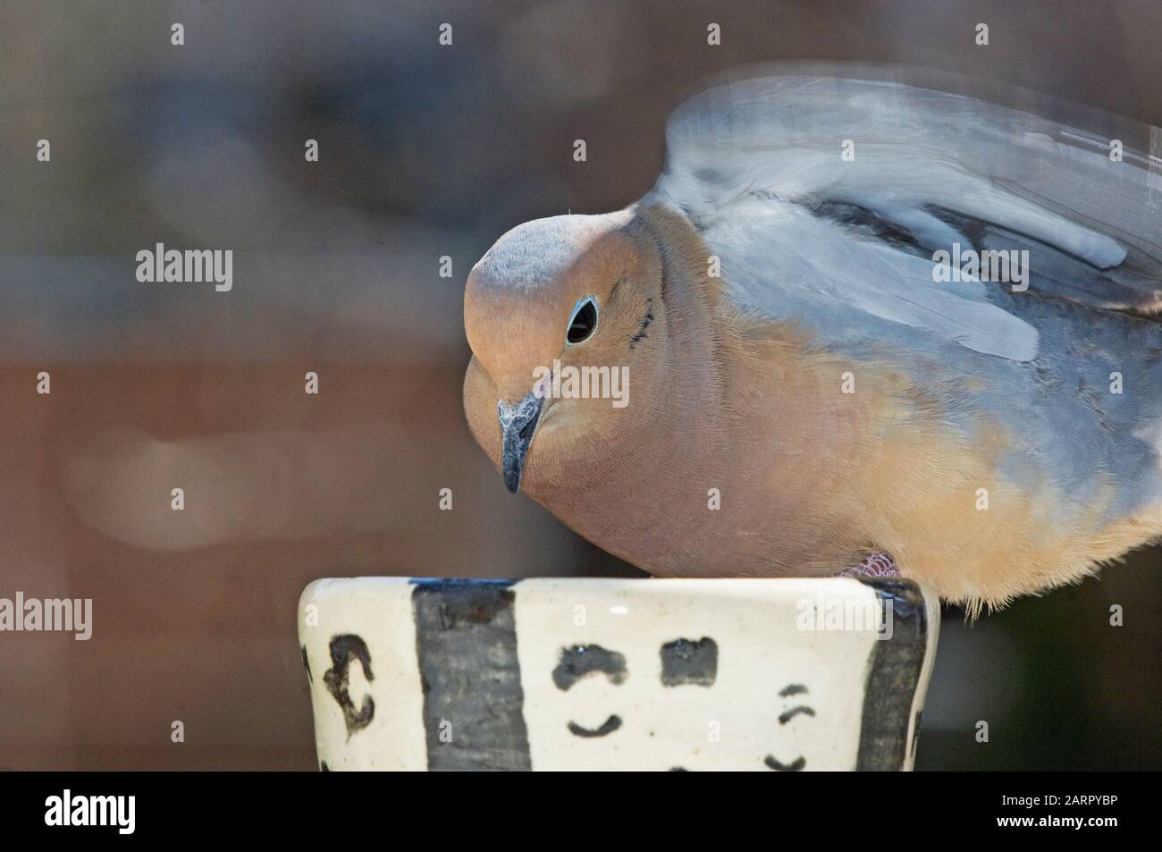 Mourning dove doves birds hi-res stock photography and images - Alamy
