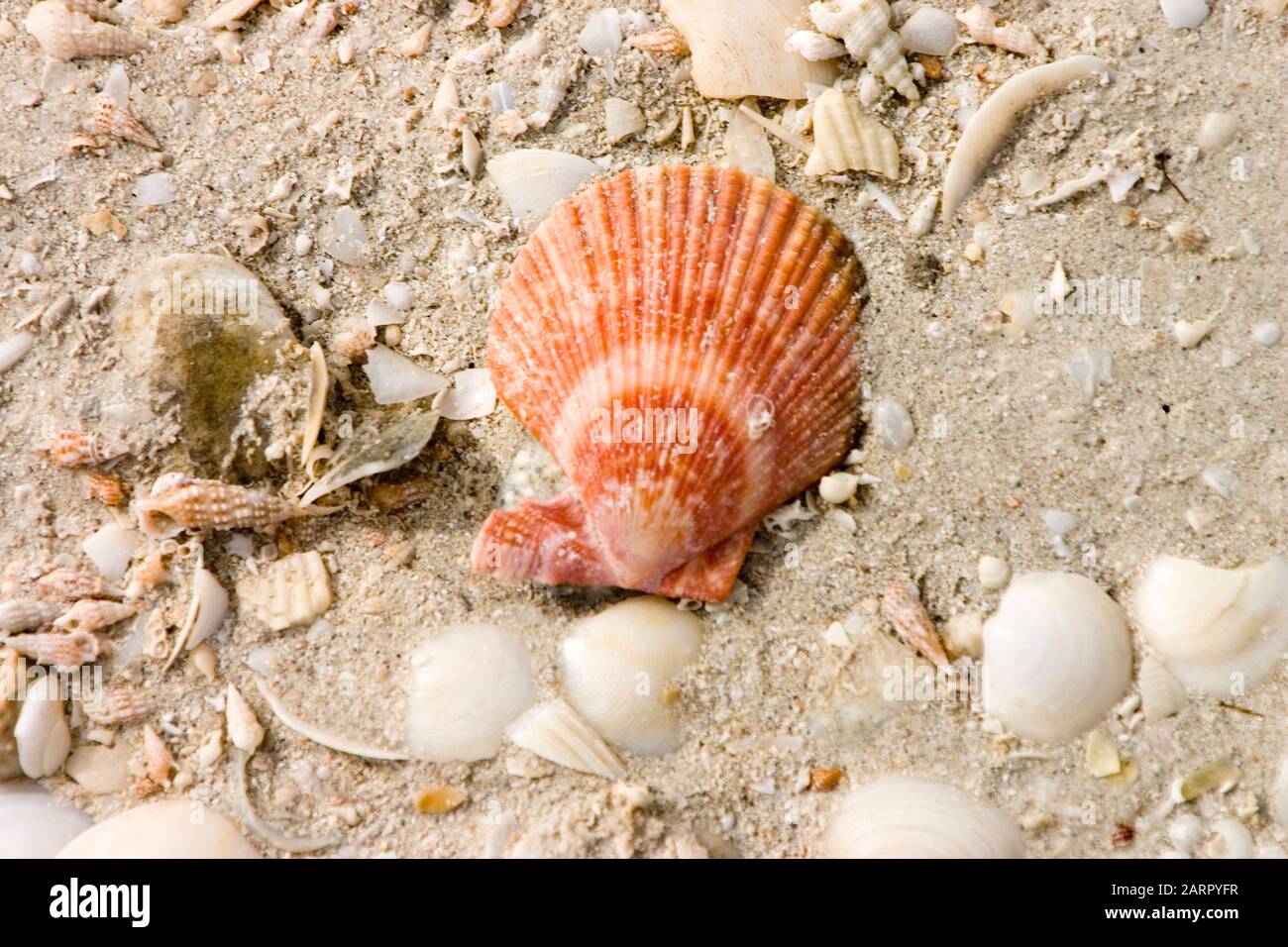 Mollusc movement hi-res stock photography and images - Alamy