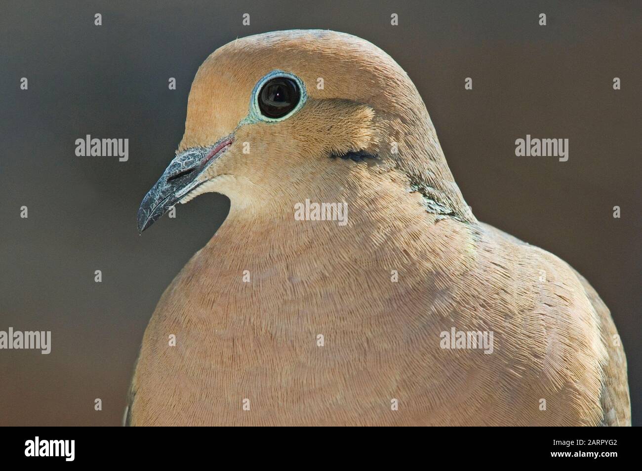 Mourning dove doves birds hi-res stock photography and images - Alamy