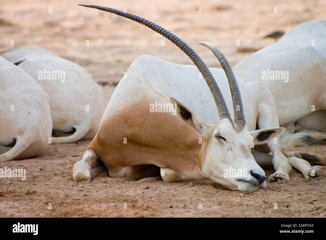 Oryx gazella leucoryx hi-res stock photography and images - Alamy