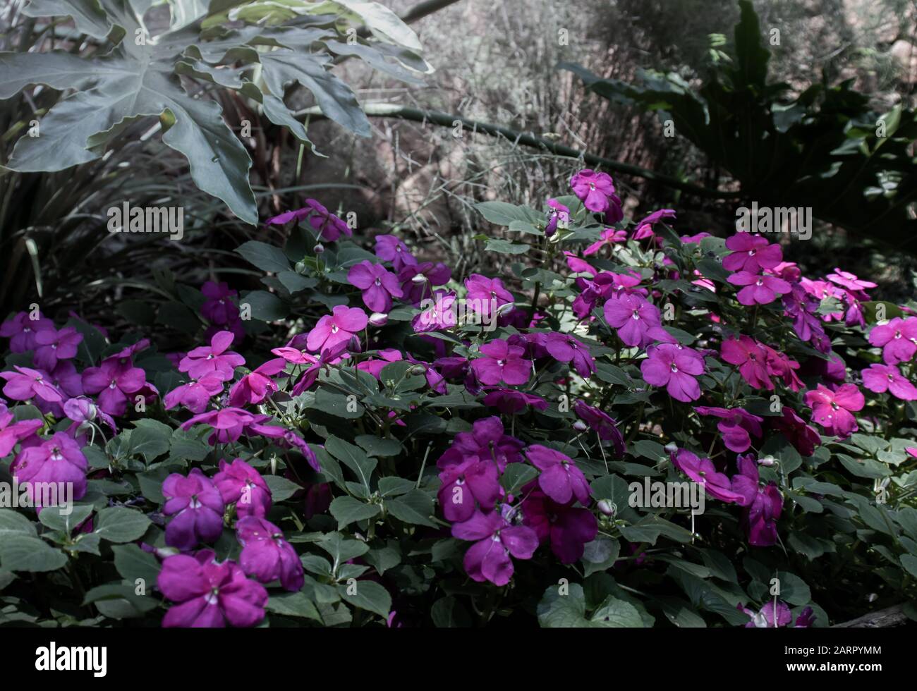Pink and yellow impatiens plants hi-res stock photography and images ...