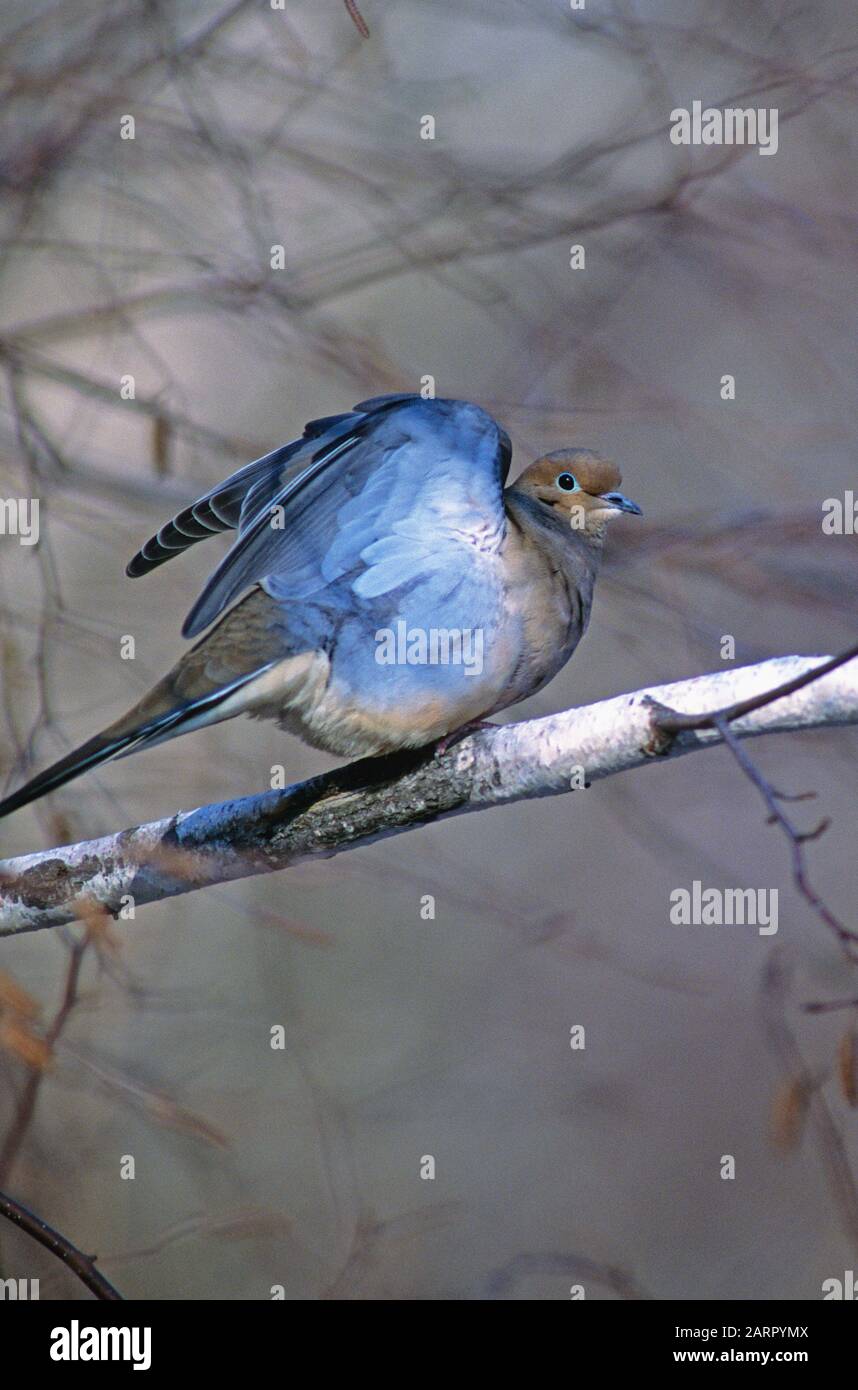 Mourning dove with raised wings Stock Photo - Alamy