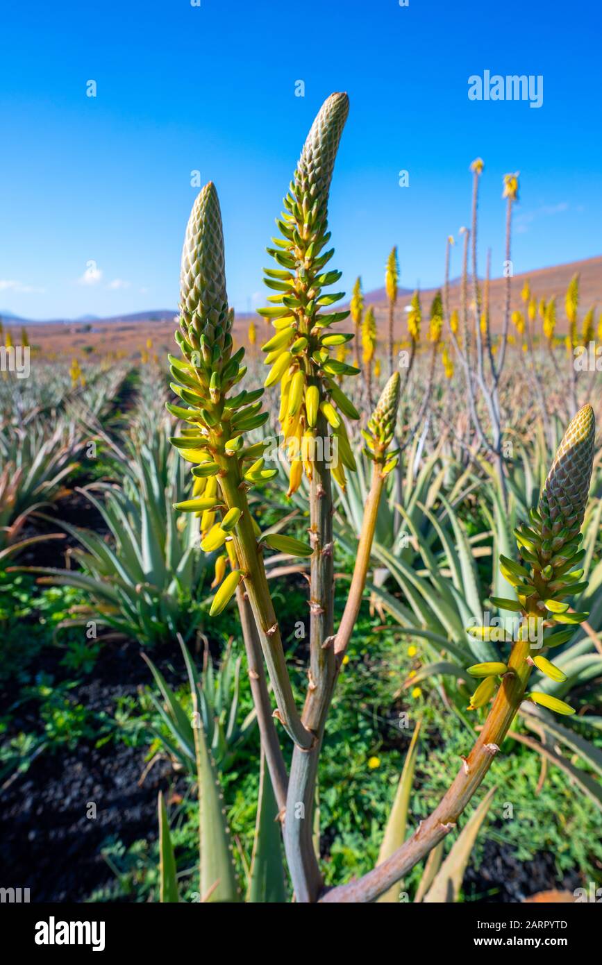 Plantation of medicinal aloe vera plant in the Canary Islands. Aloe ...